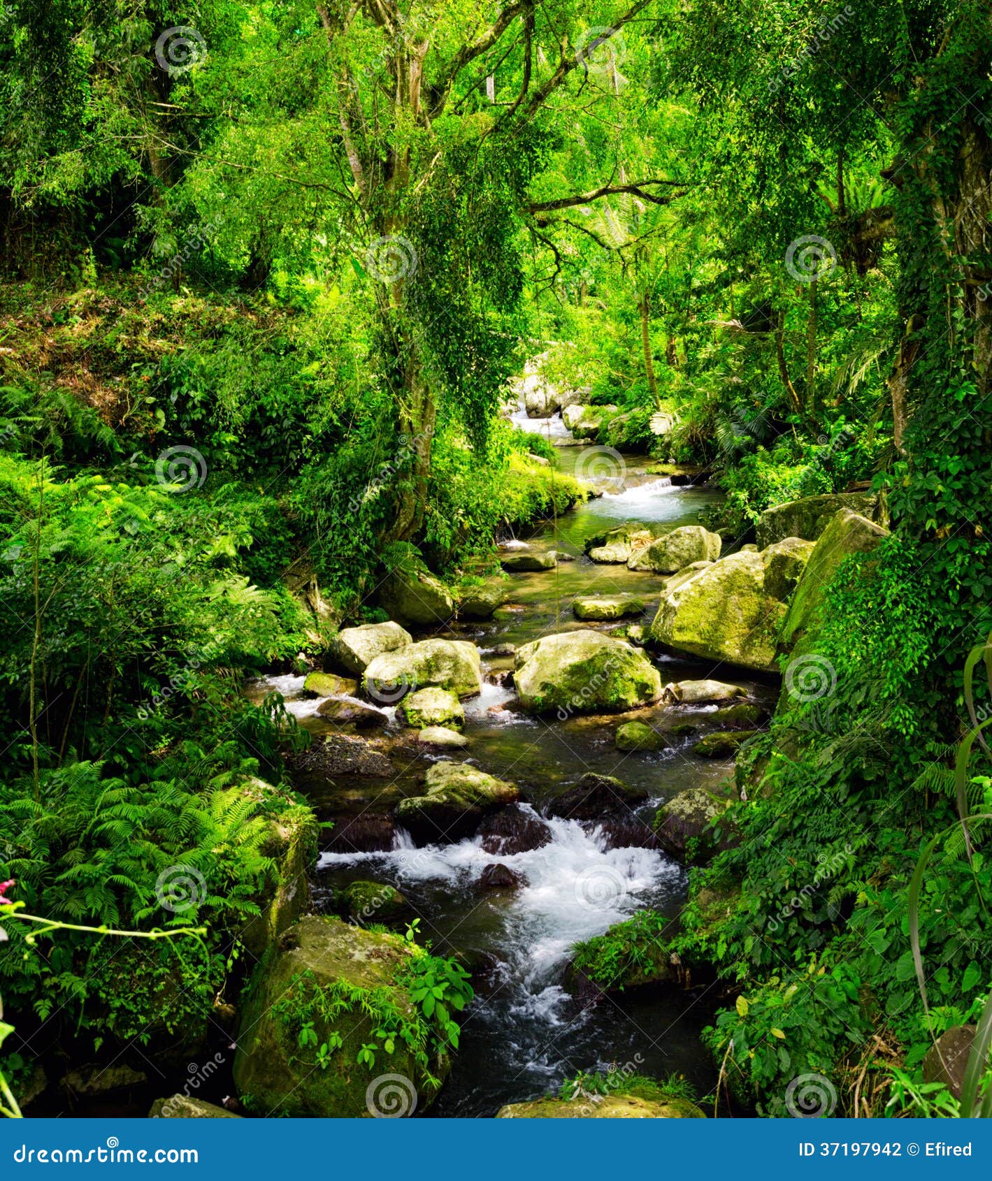 Stream in the Tropical Forest Stock Photo - Image of cascade ...