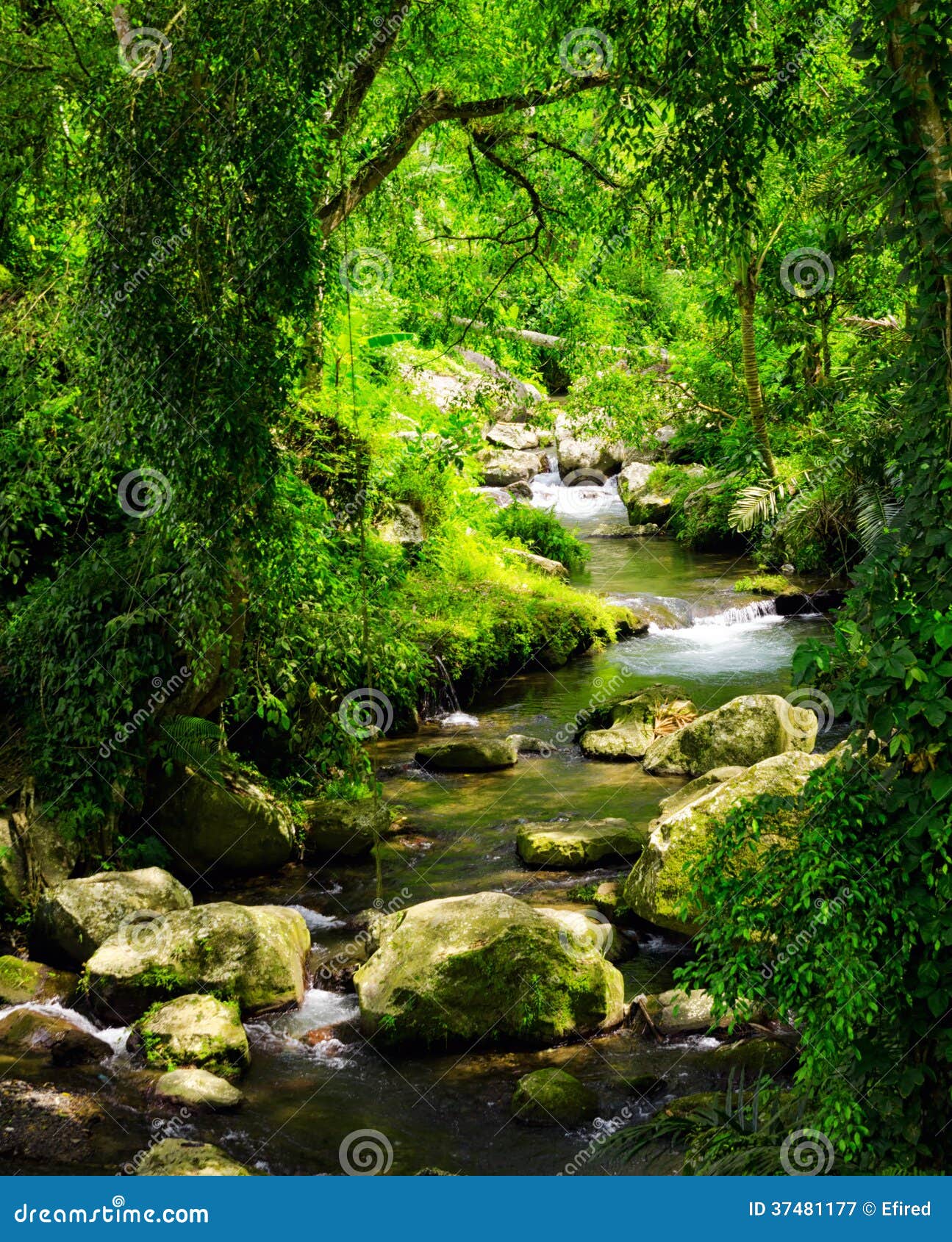 Stream in the Tropical Forest Stock Image - Image of creek, moss: 37481177