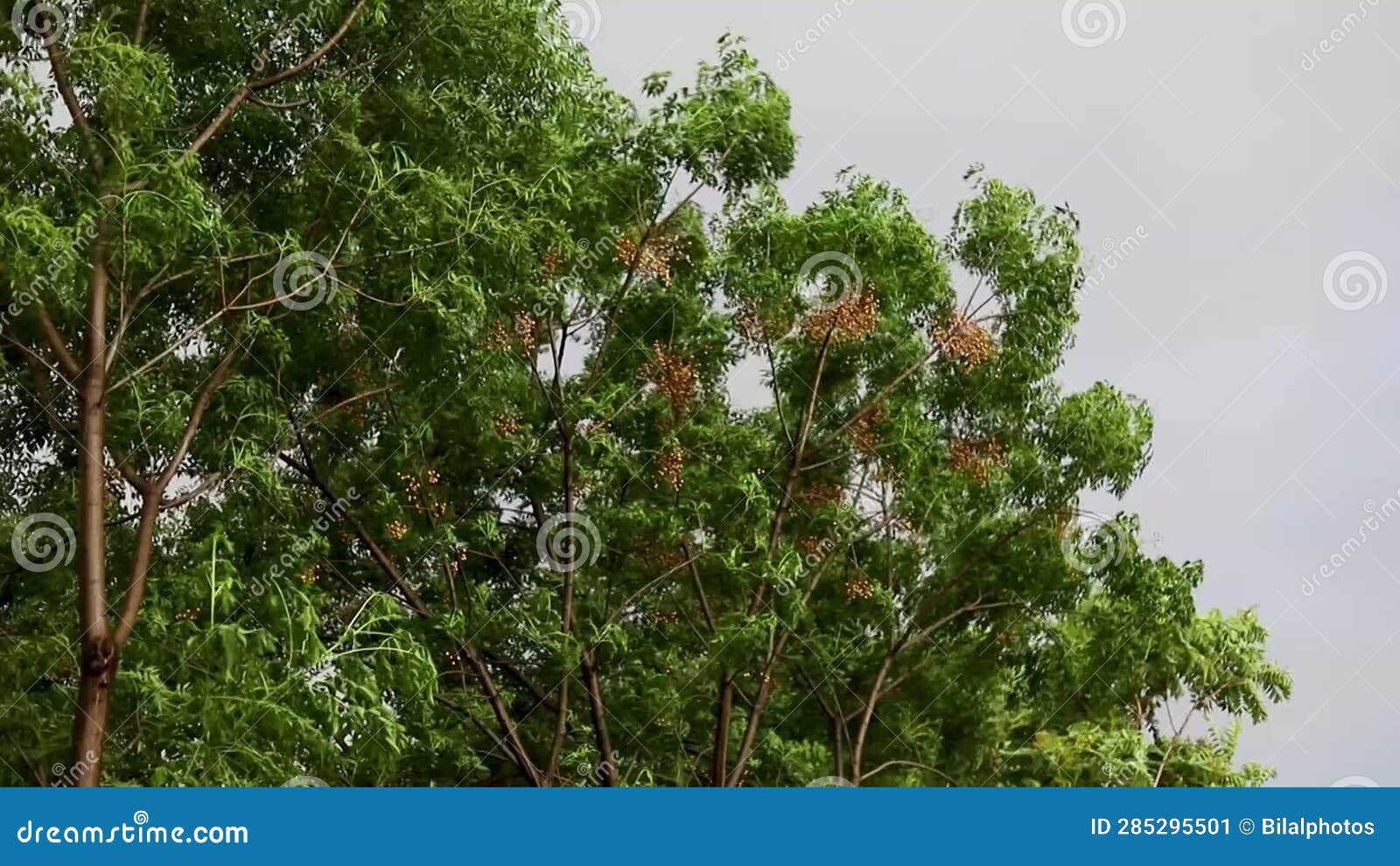 Nature Strong Wind Blowing with Fast Moving Storm Clouds Stock Video ...