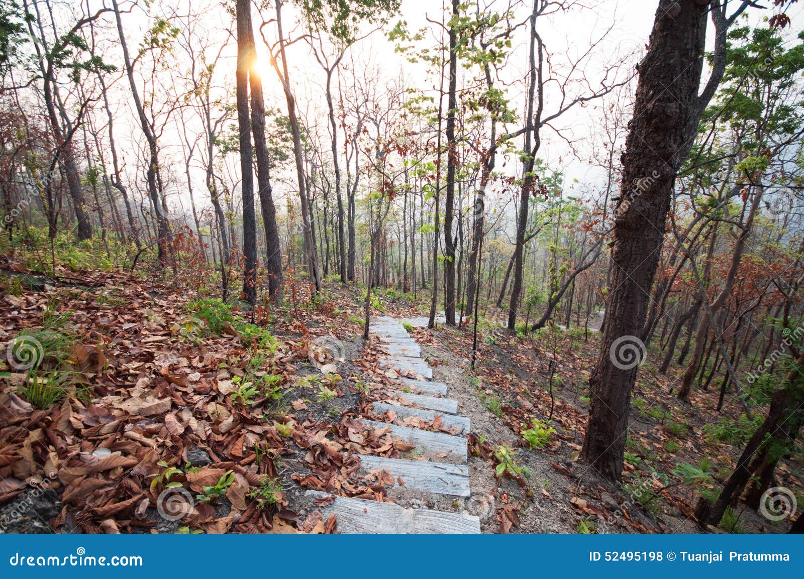 Nature Study Trail in the Forest Stock Photo - Image of incredible ...