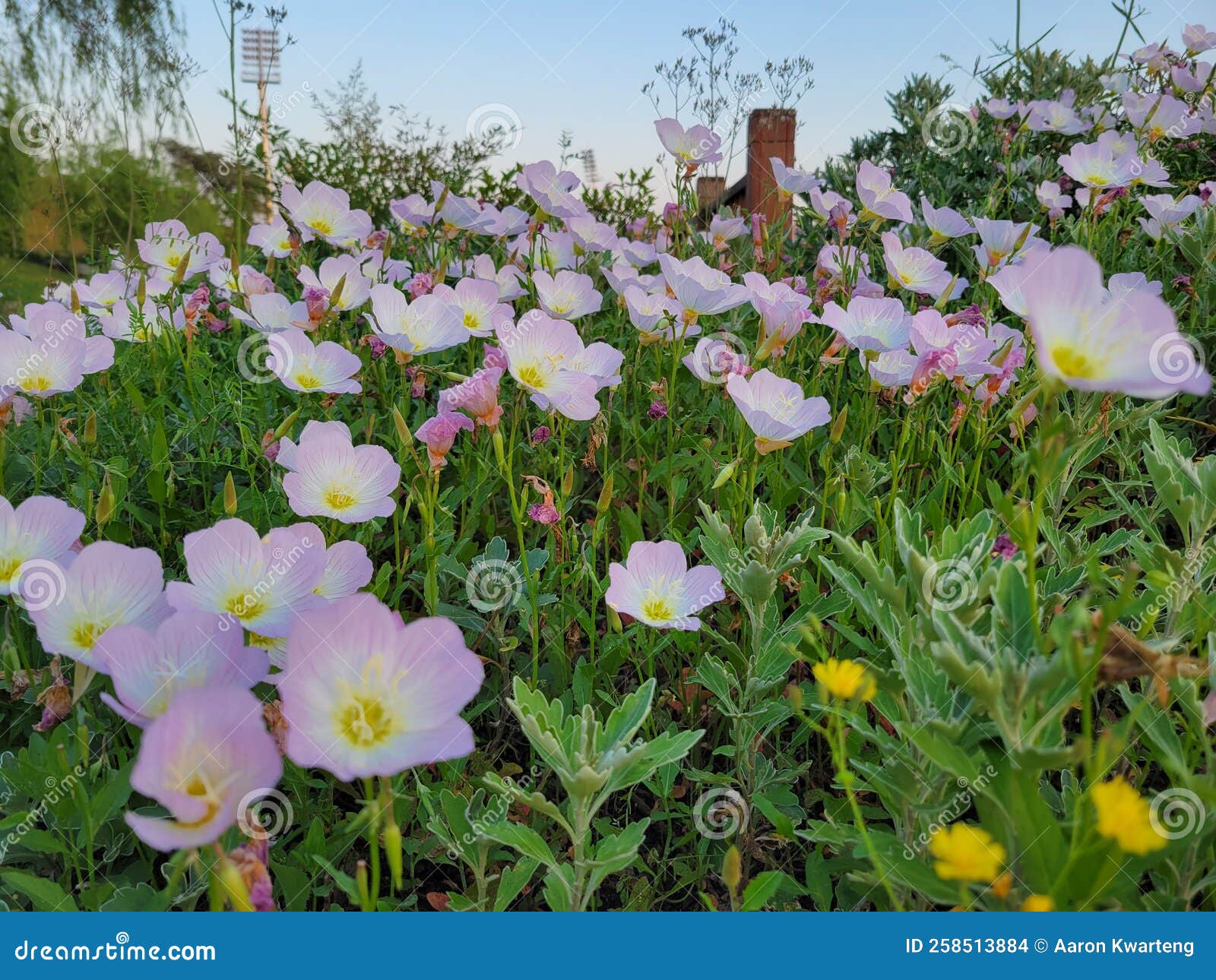 Flowers from the Flower Garden, ZJNU Stock Photo - Image of plant, zjnu ...