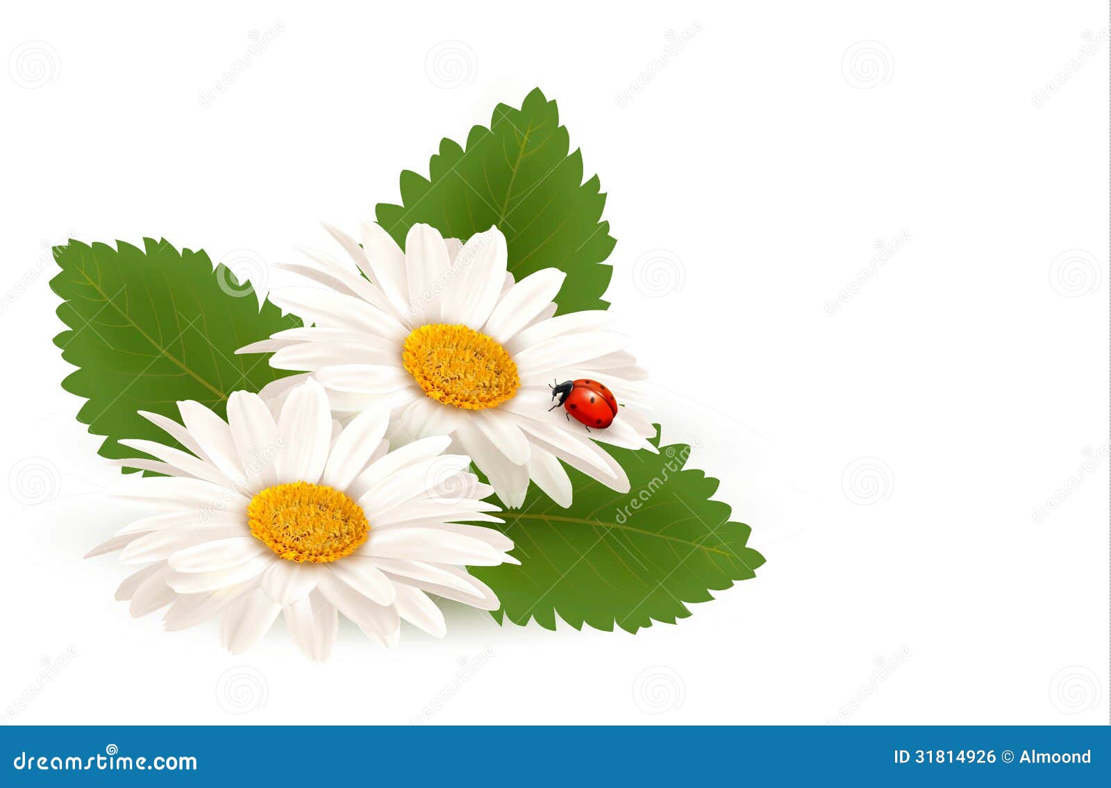 Daisy Flower. Isolated Daisy Illustration Element. Watercolor ... Daisy Flower. Isolated Daisy Illustration Element. Watercolor ...