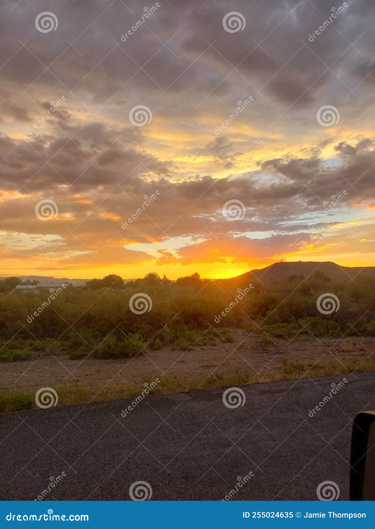 The brighter side stock image. Image of tree, lighting - 255024635