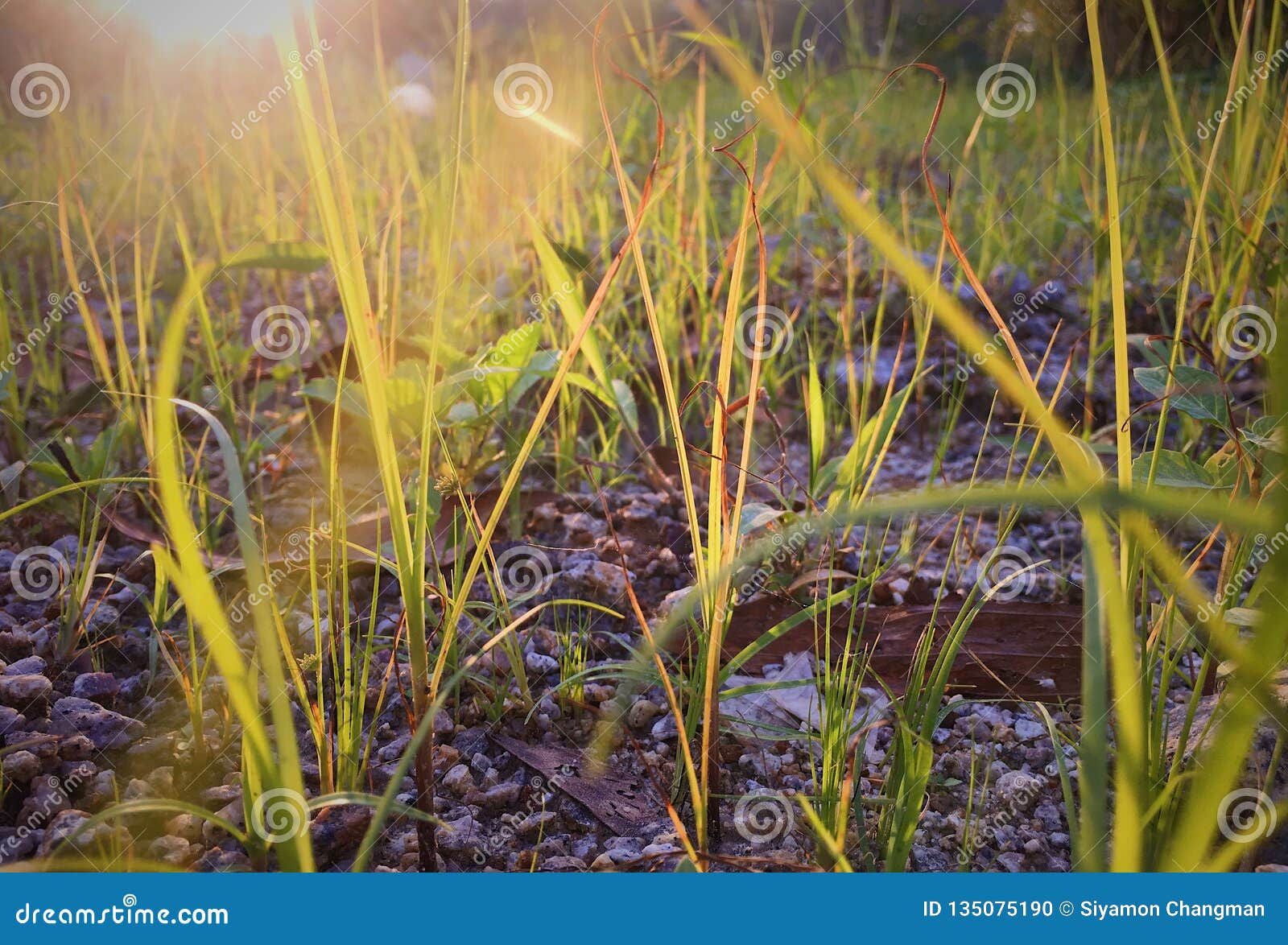 Nature stock photo. Image of natural, morning, sunshine - 135075190