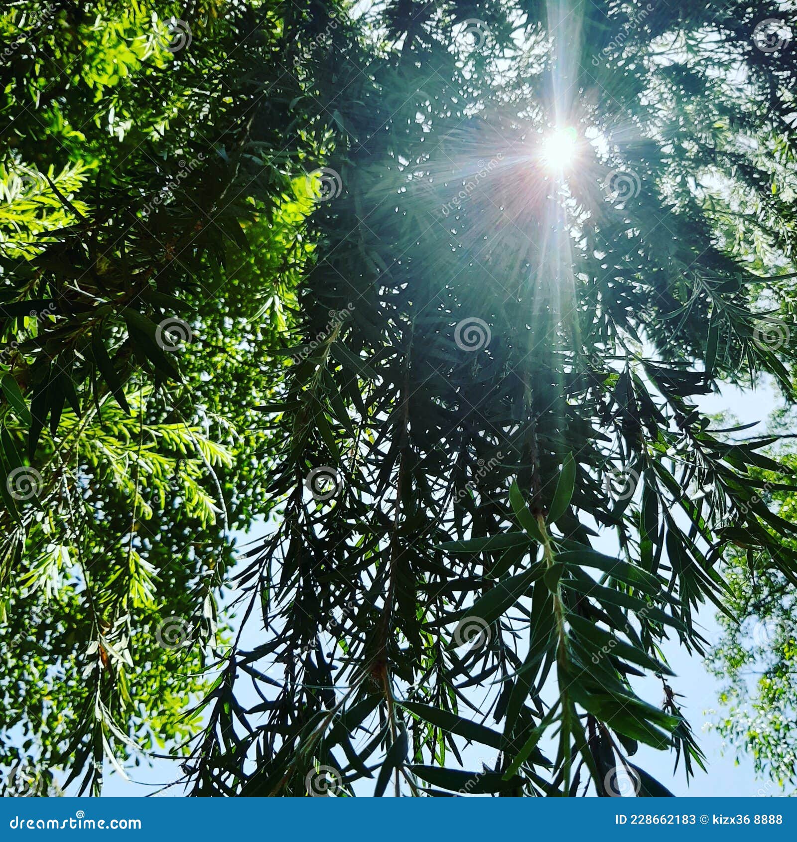 Nature Sun and Trees Plants in Forests Stock Image - Image of forests ...