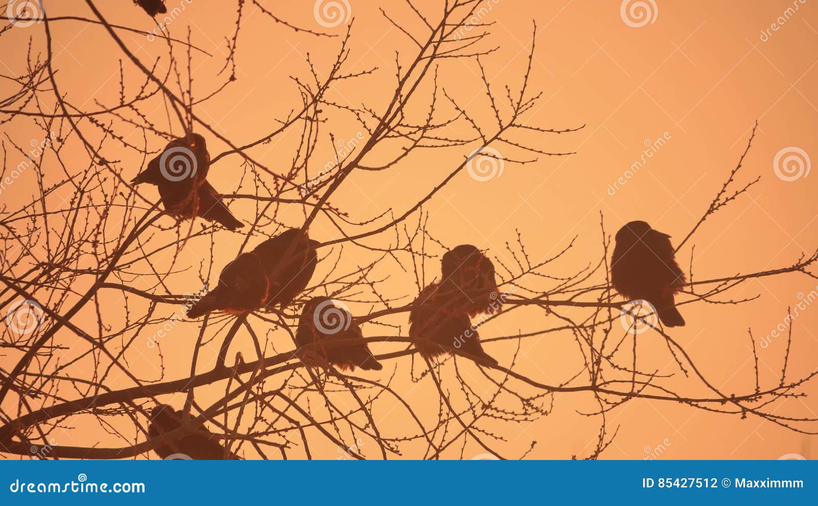 Nature Sunset Crows Flock of Birds Sitting on the Tree Cold Winter ...
