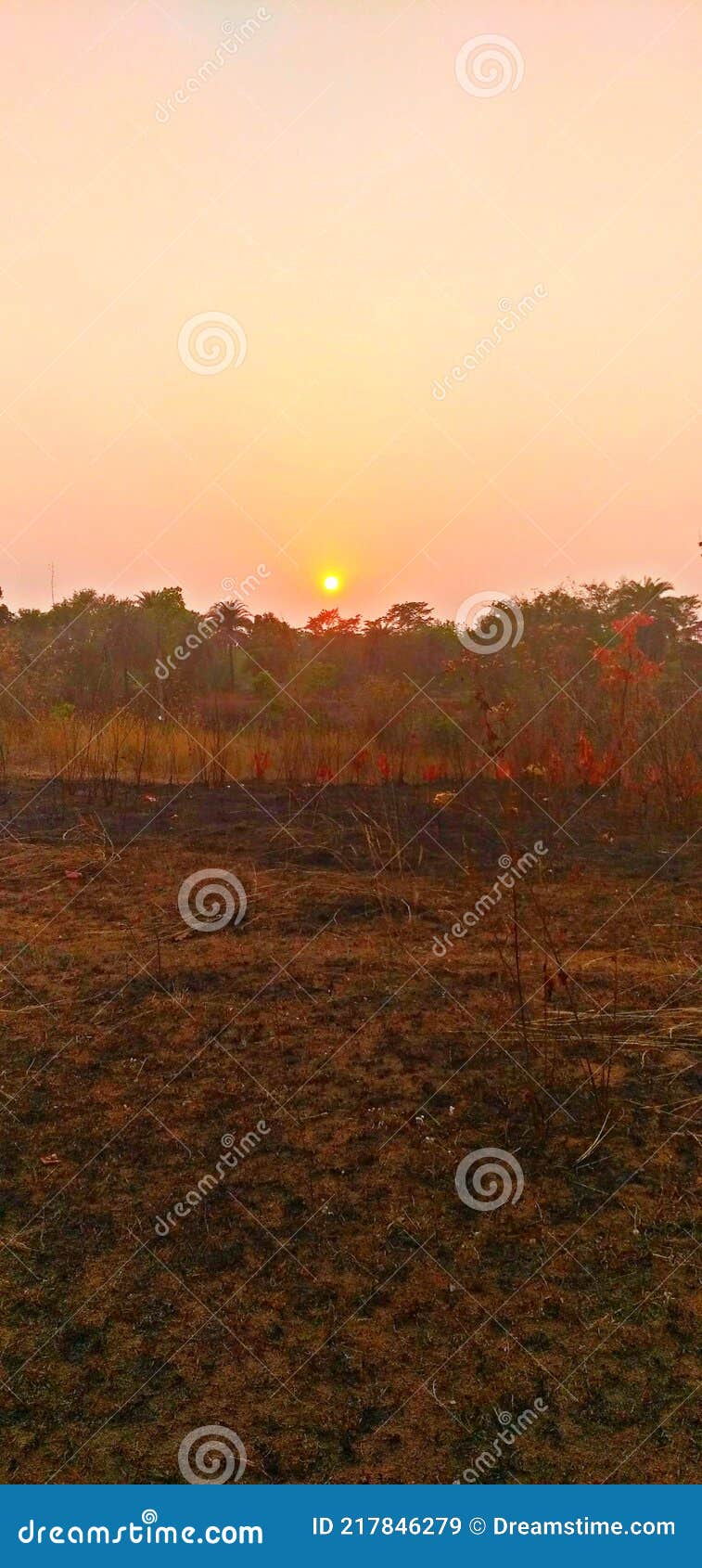Nature stock image. Image of morning, evening, nature - 217846279