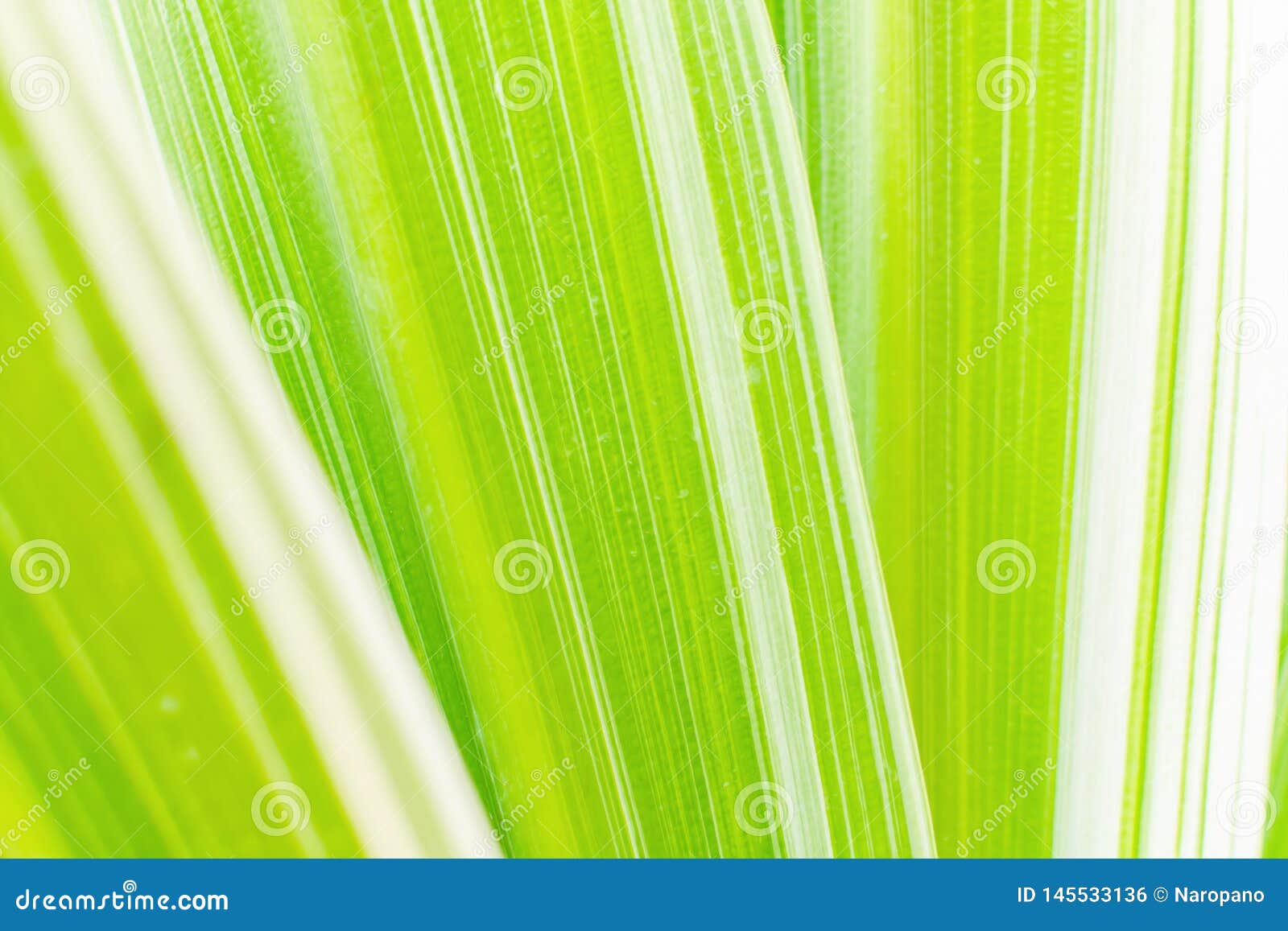Nature Surface Background Leaf Green Plant Texture Greenery Spring ...