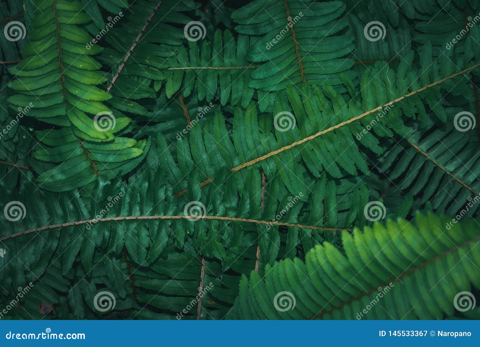 Nature Surface Background Leaf Green Plant Texture Greenery Spring ...