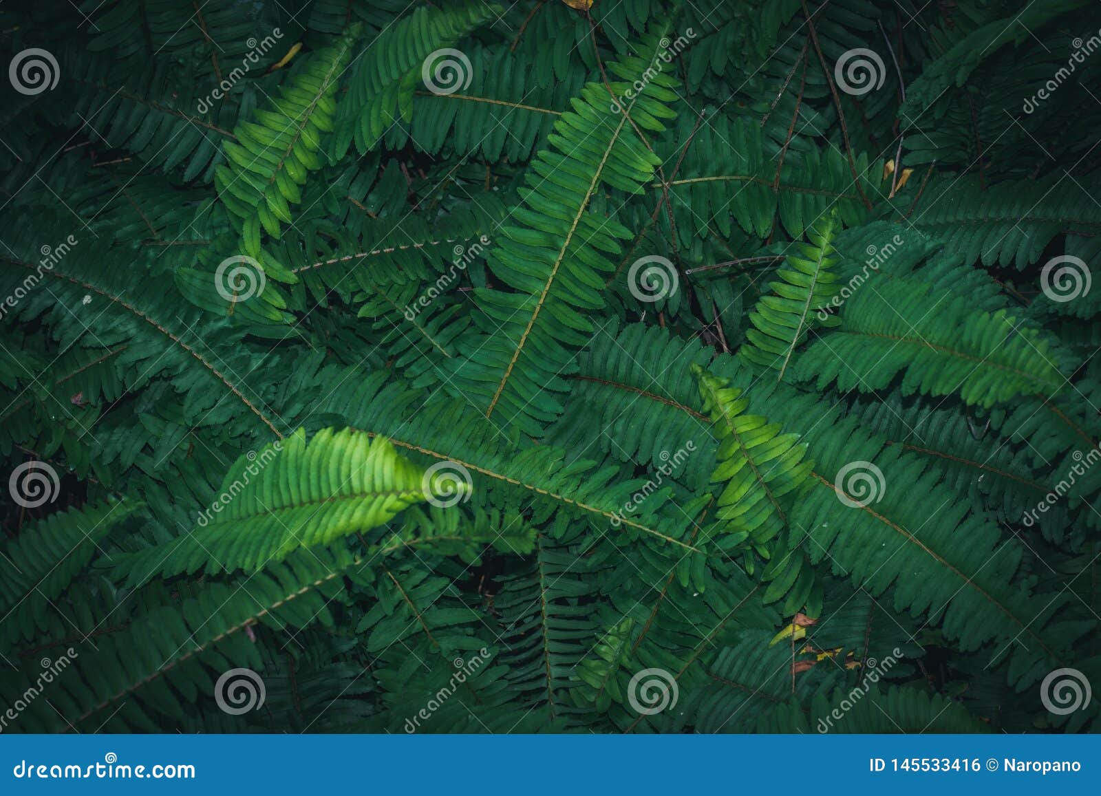 Nature Surface Background Leaf Green Plant Texture Greenery Spring ...