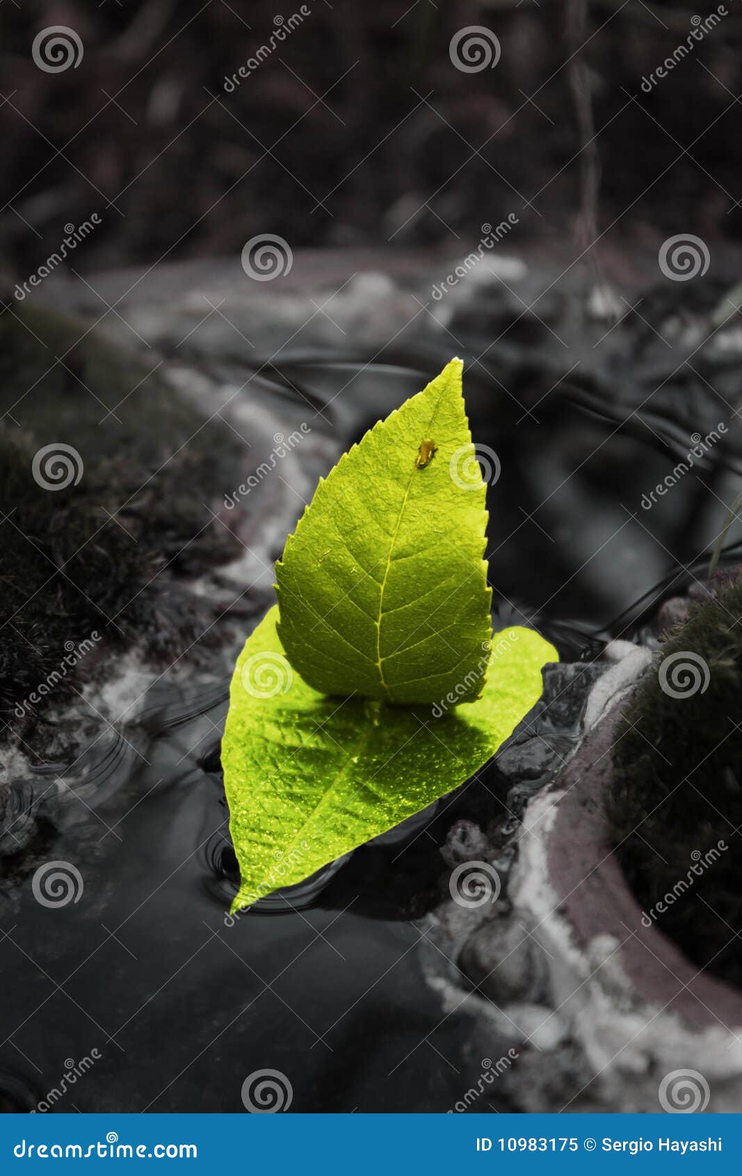 Nature survive stock image. Image of nature, peace, rudimentary - 10983175