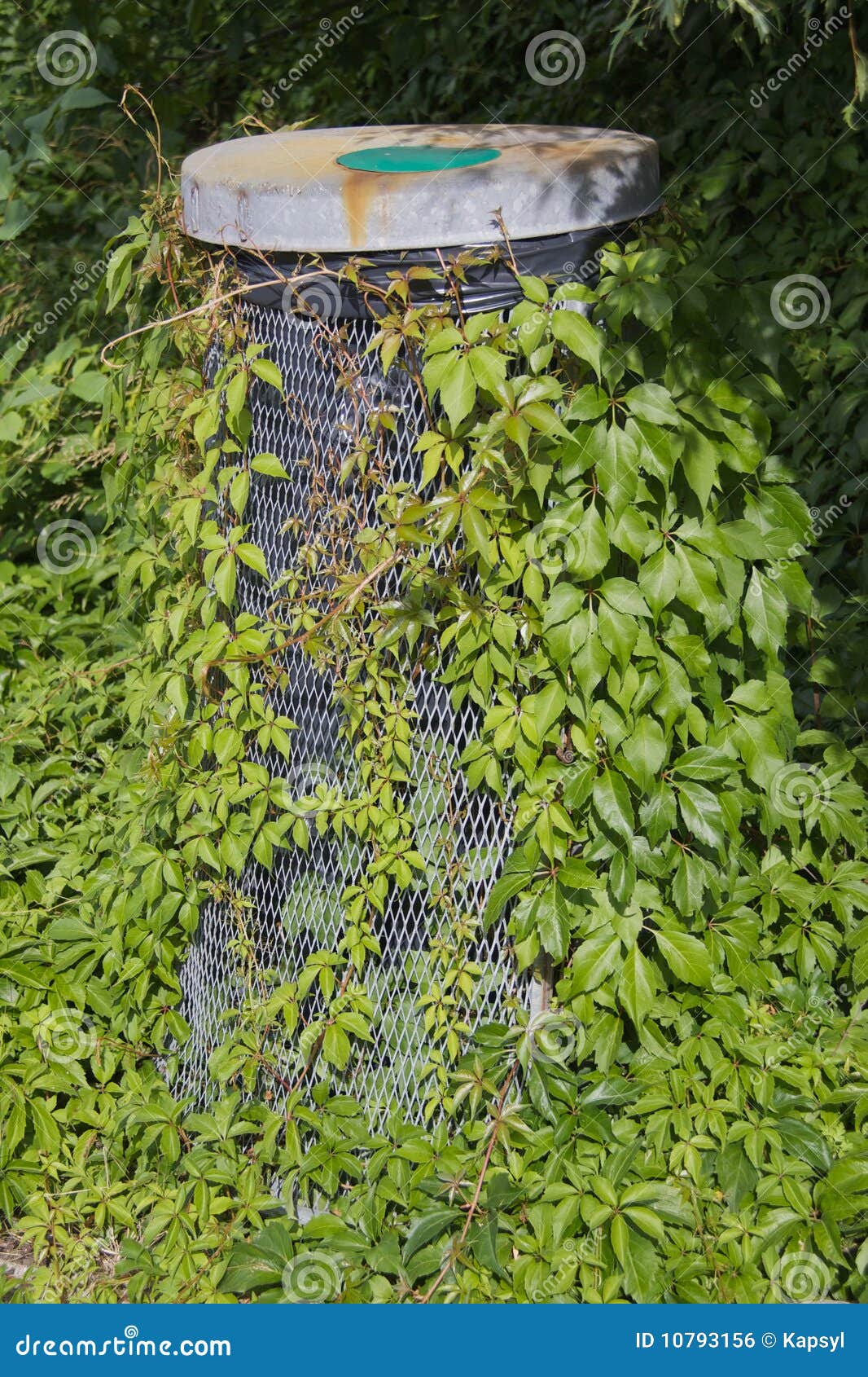 Nature taking over stock photo. Image of foliage, environment - 10793156