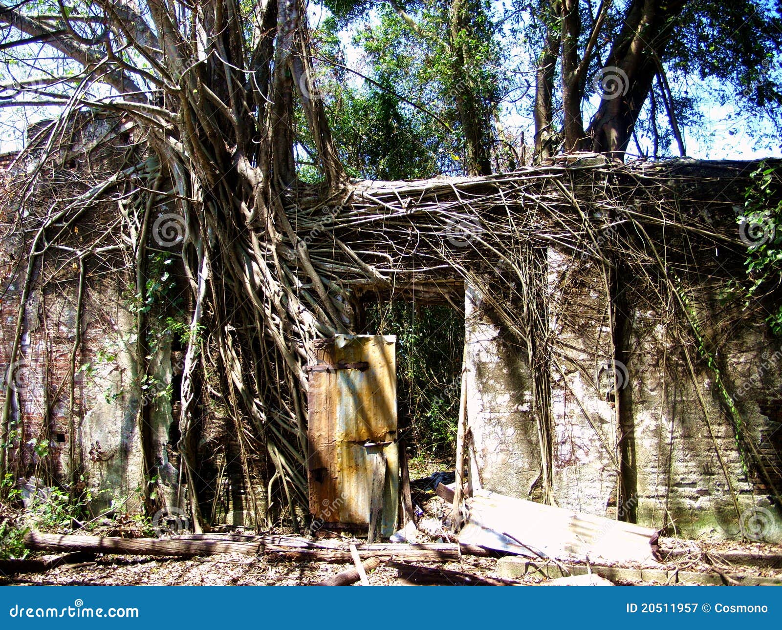 Nature taking over stock image. Image of banyan, mill - 20511957