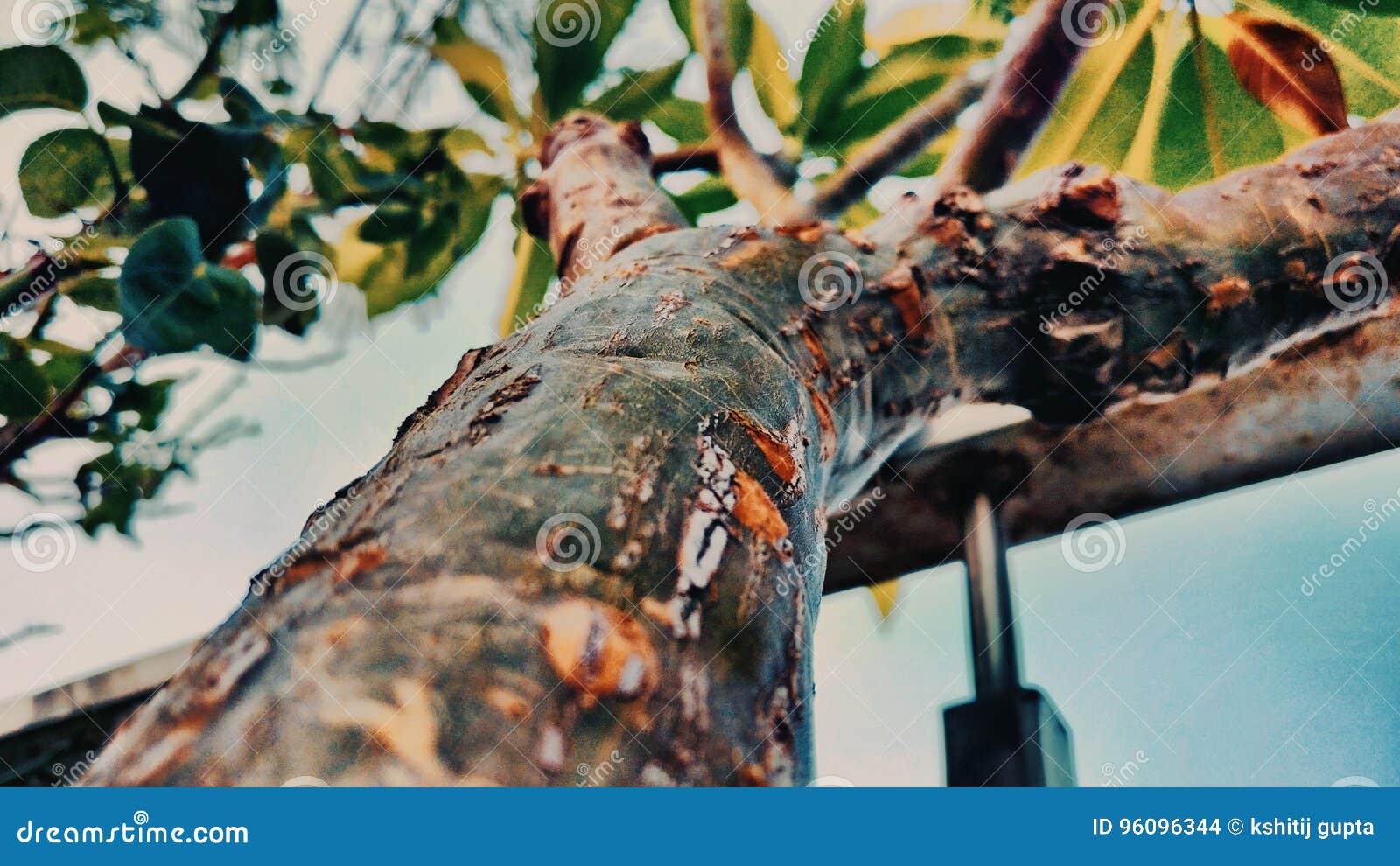 Nature taking support stock photo. Image of weak, taking - 96096344