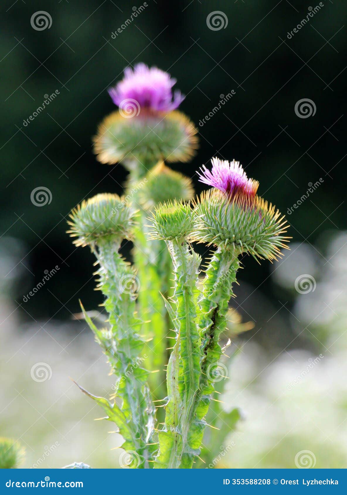 Prickly Thistle Flower In The Meadow Close-up Very Sharp Spikes Attach ...