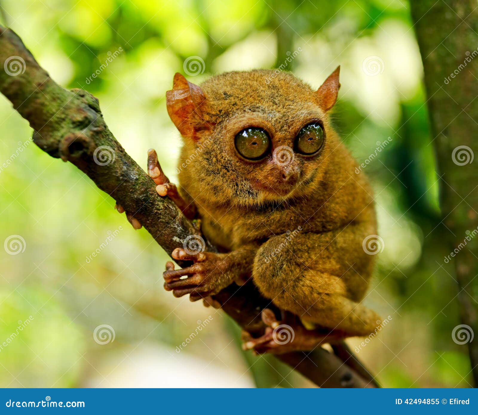 Tarsier on the Tree. Bohol Island, Philippines Stock Image - Image of ...