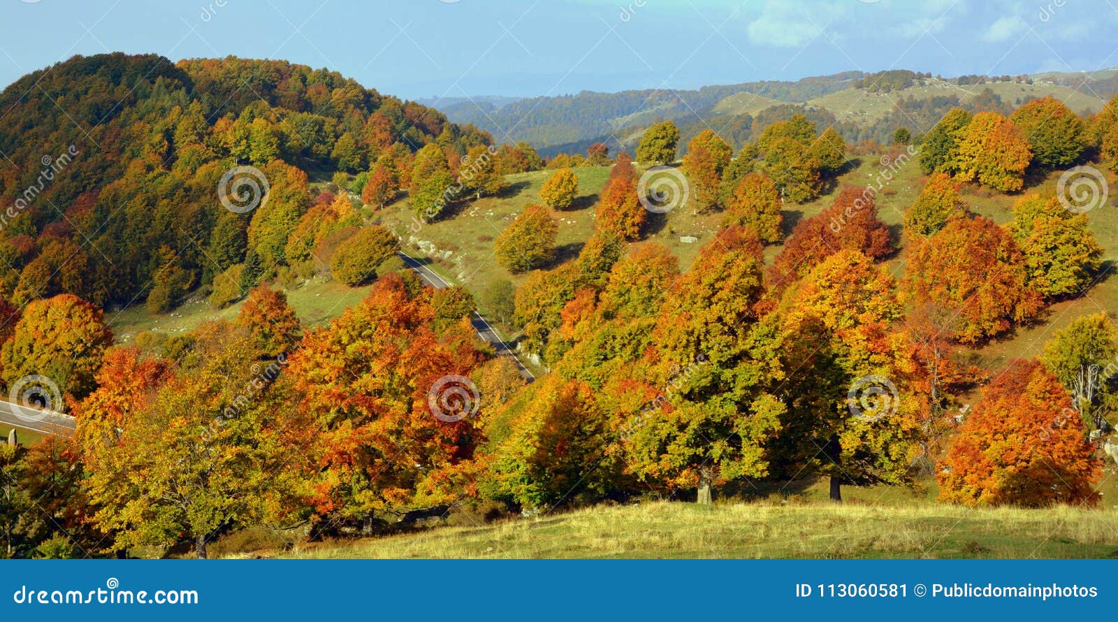 Nature, Temperate Broadleaf And Mixed Forest, Ecosystem, Leaf Picture ...
