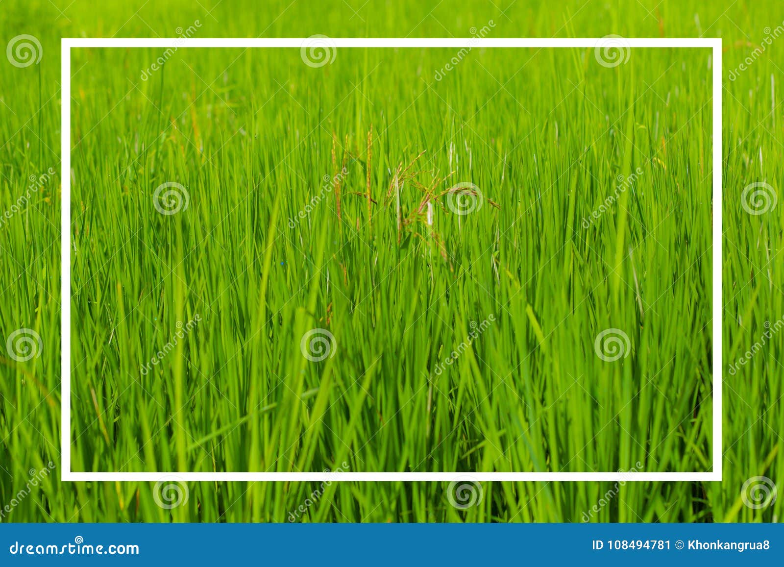 Nature Text with White Square on Green Background. Stock Image - Image ...