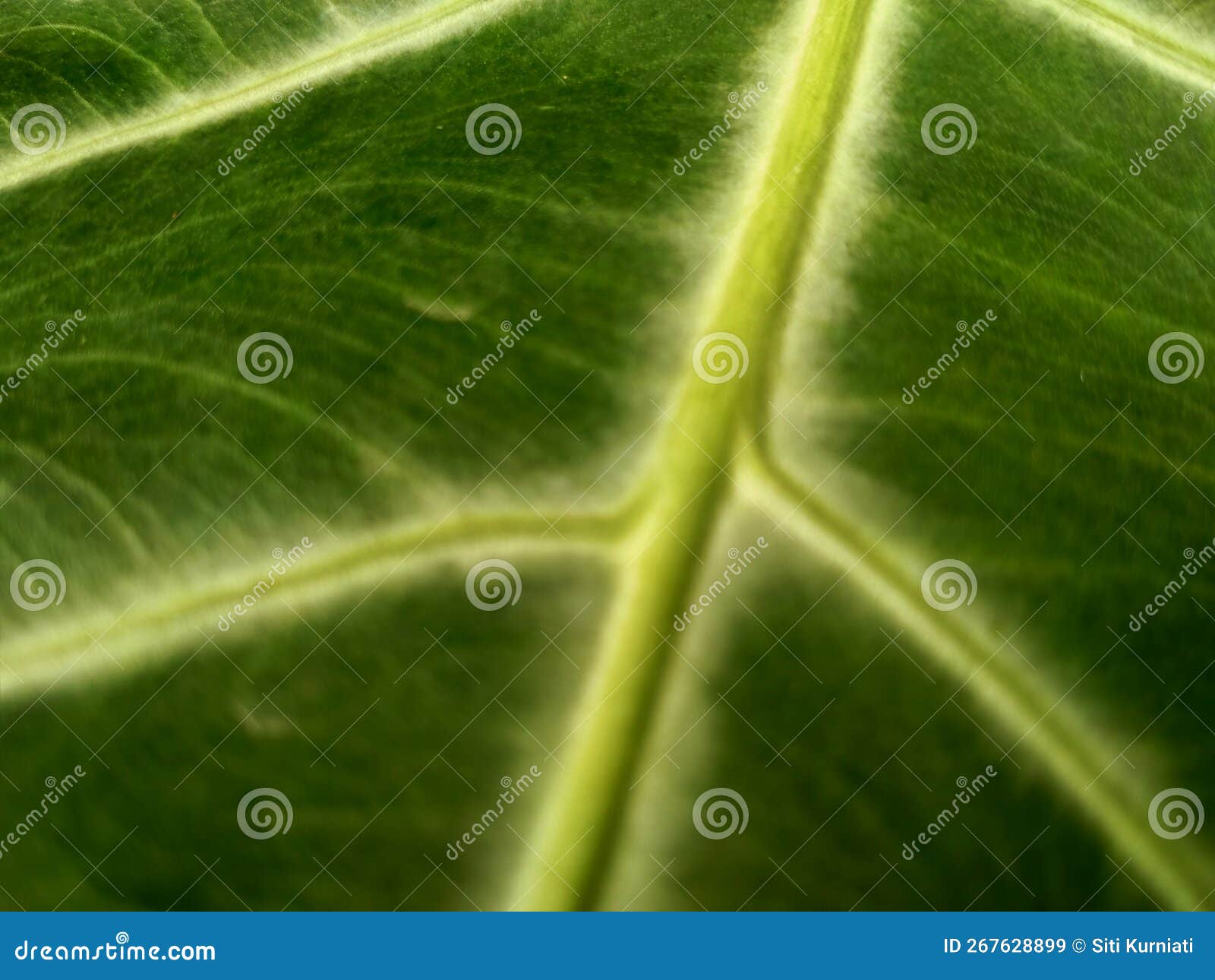 Nature texture leaf plant stock image. Image of food - 267628899