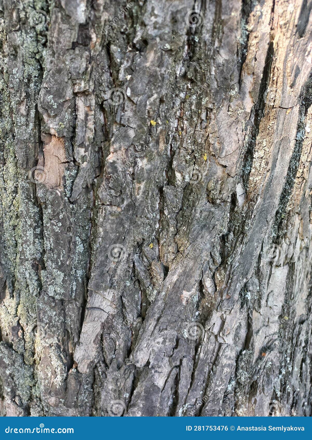 Nature Texture. Tree Bark with Sun Glare Stock Photo - Image of tree ...