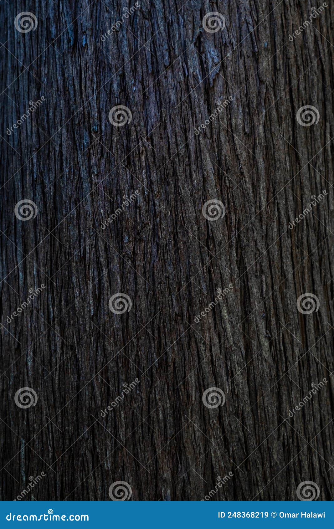 Nature Texture of Tree Trunk Stock Image - Image of decorative, dried ...