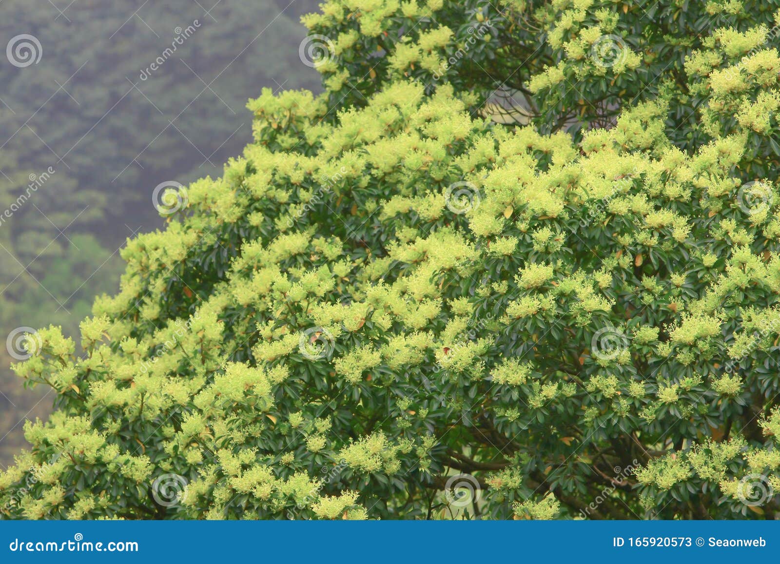 Nature Theme at Hong Kong Spring Time Stock Image - Image of outside ...