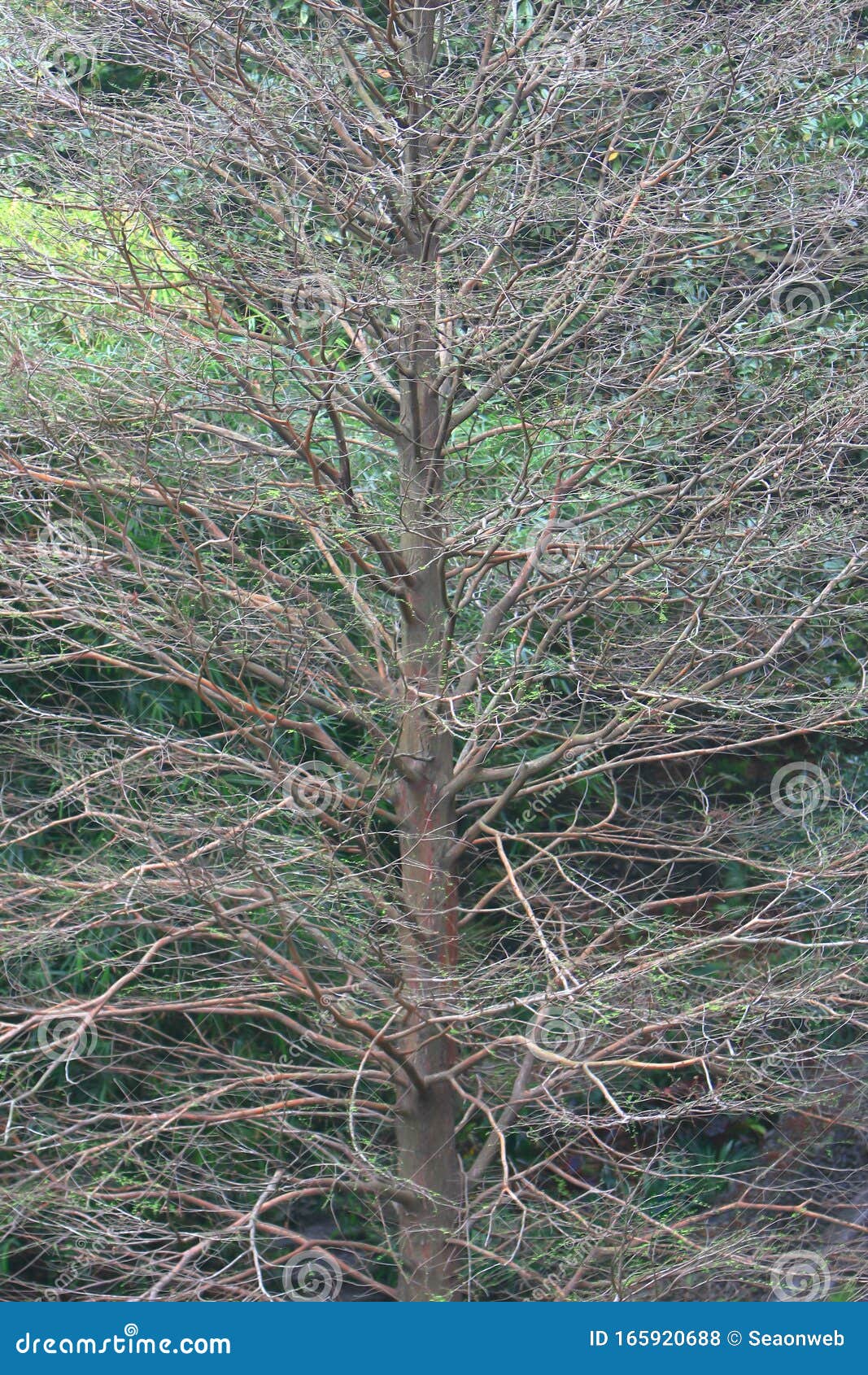 Nature Theme at Hong Kong Spring Time Stock Photo - Image of branch ...