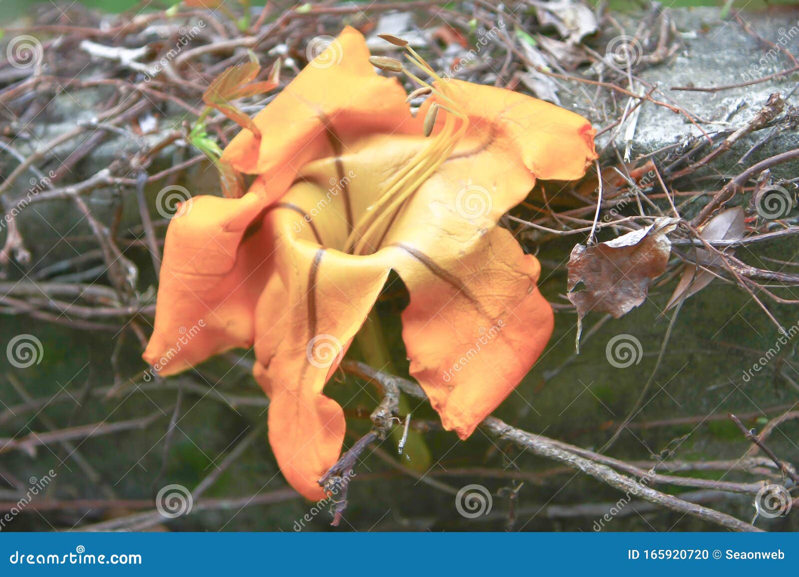 Nature Theme at Hong Kong Spring Time Stock Photo - Image of branch ...