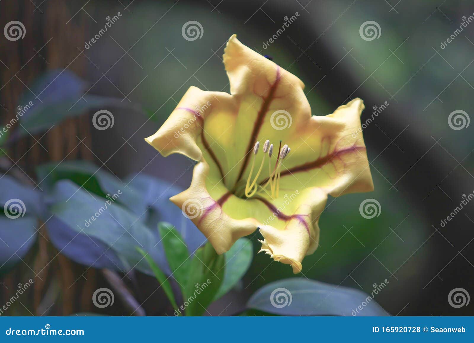 Nature Theme at Hong Kong Spring Time Stock Photo - Image of stem ...