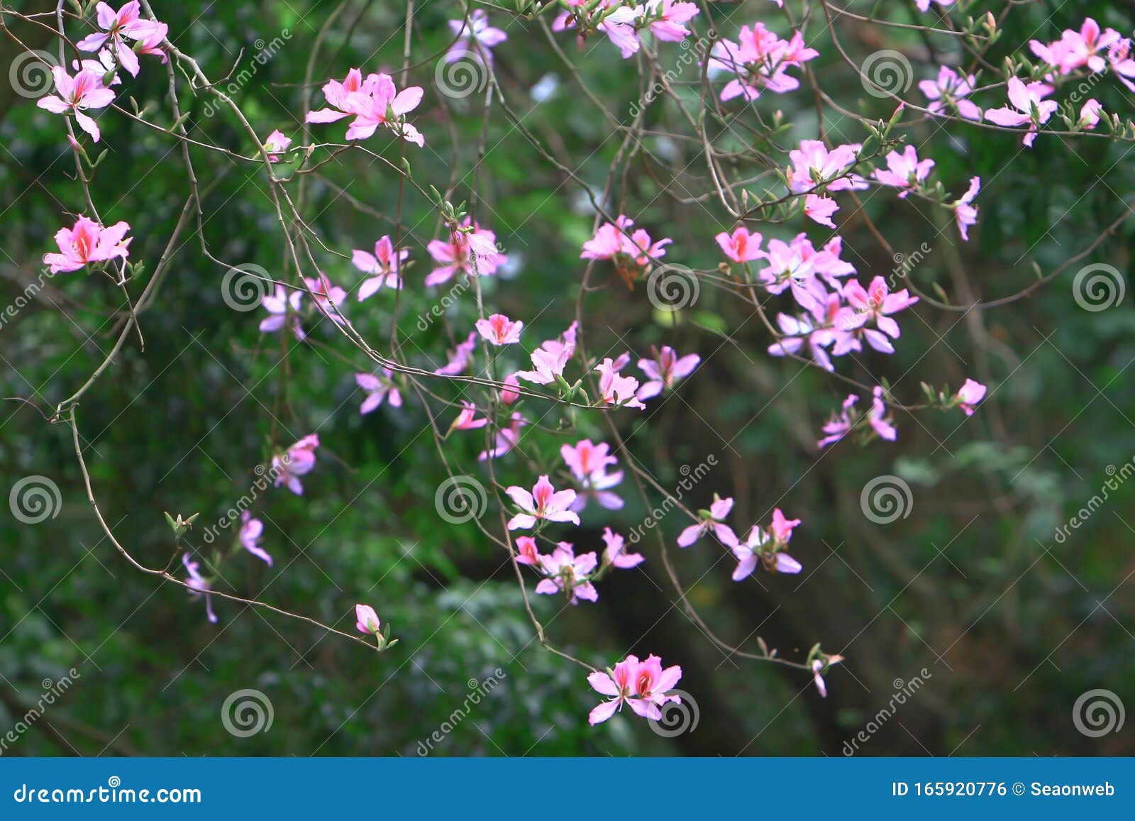 Nature Theme at Hong Kong Spring Time Stock Photo - Image of summer ...