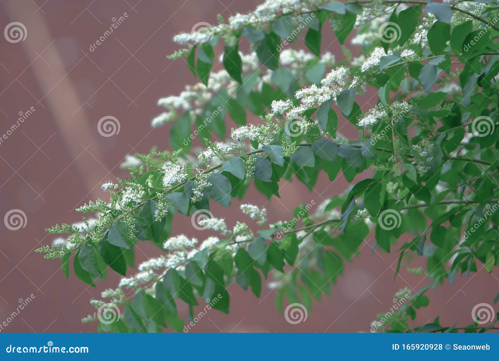 Nature Theme at Hong Kong Spring Time Stock Photo - Image of branch ...