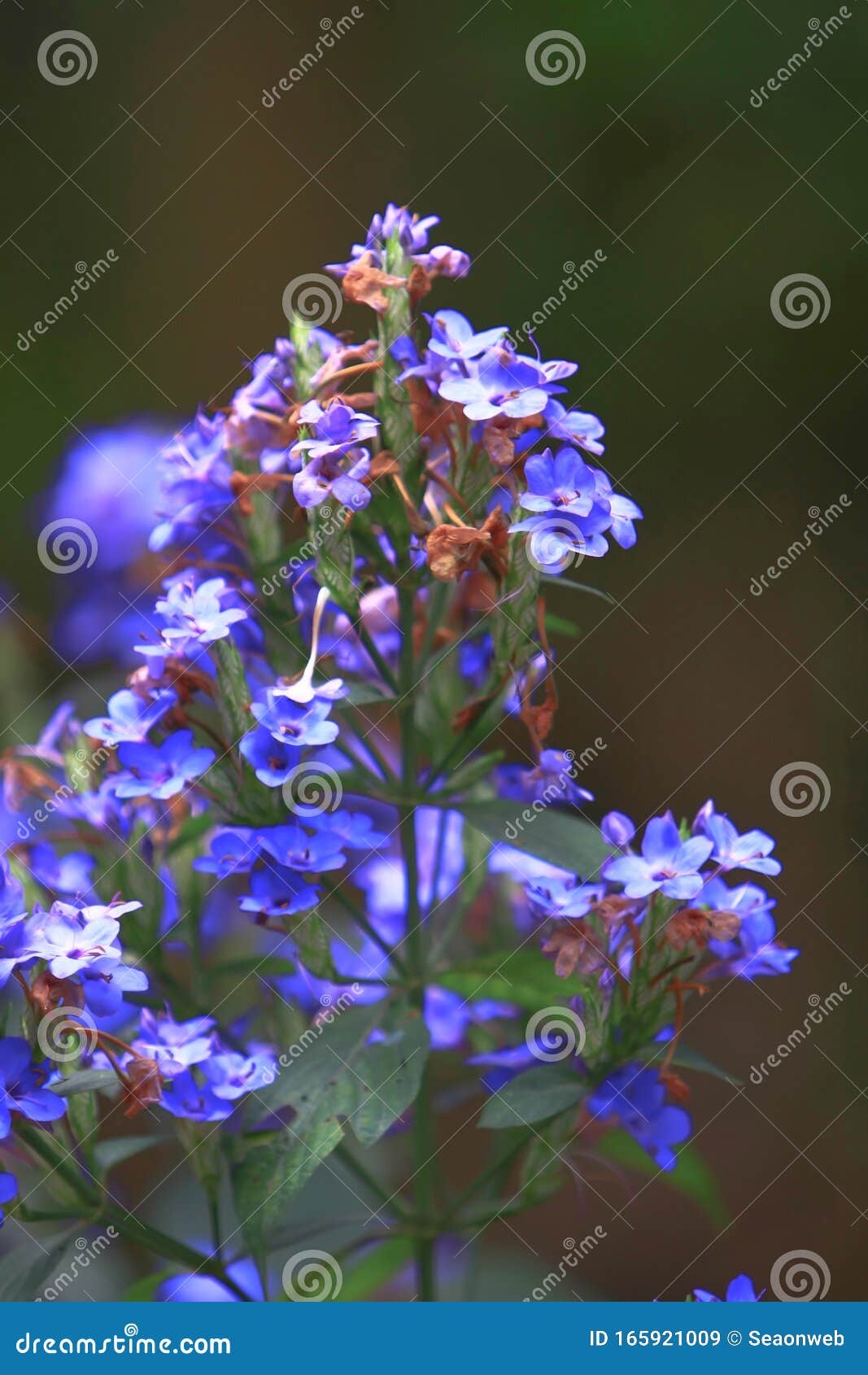 Nature Theme at Hong Kong Spring Time Stock Image - Image of closeup ...