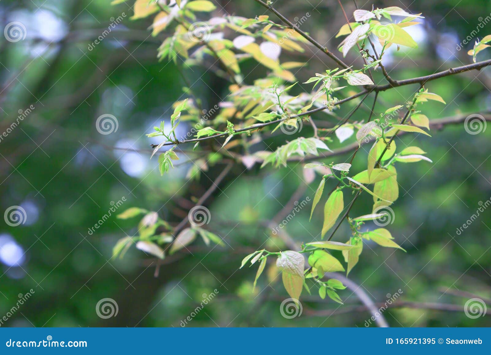 Nature Theme at Hong Kong Spring Time Stock Image - Image of beauty ...
