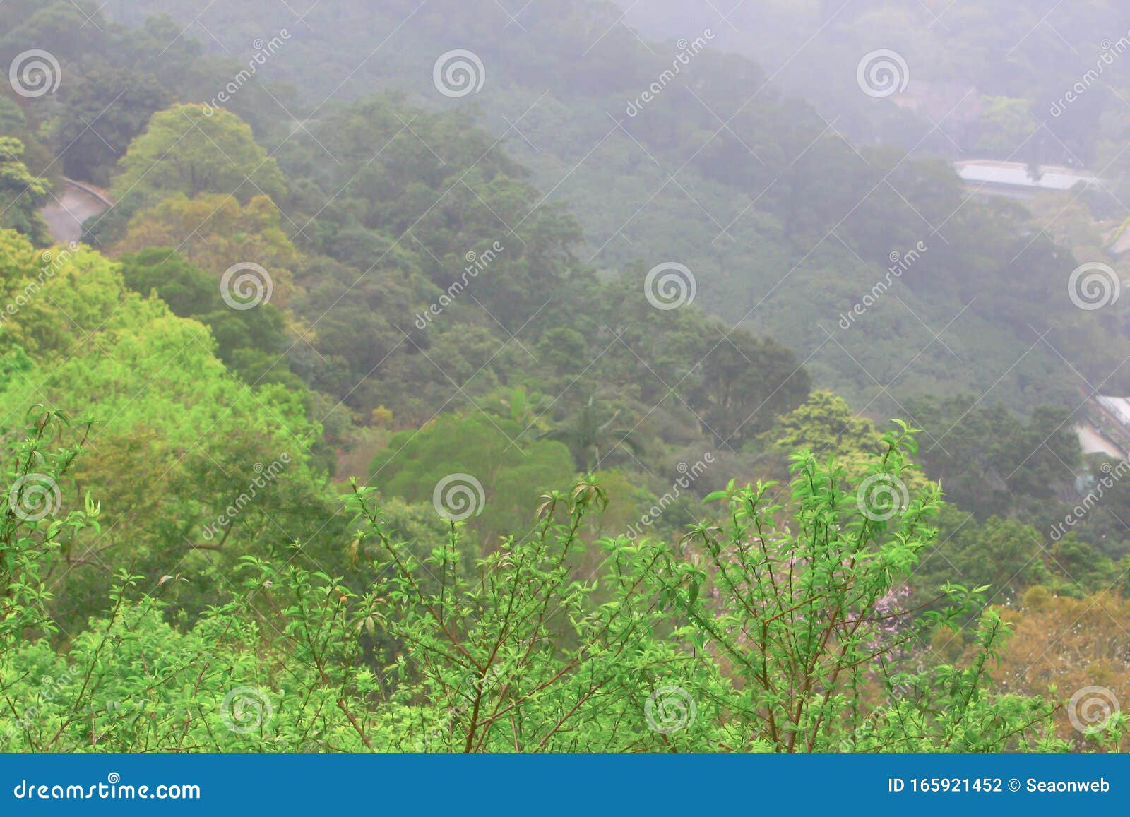 Nature Theme at Hong Kong Spring Time Stock Photo - Image of garden ...