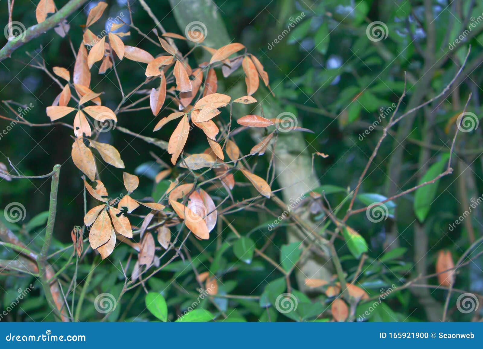 Nature Theme at Hong Kong Spring Time Stock Photo - Image of stem ...