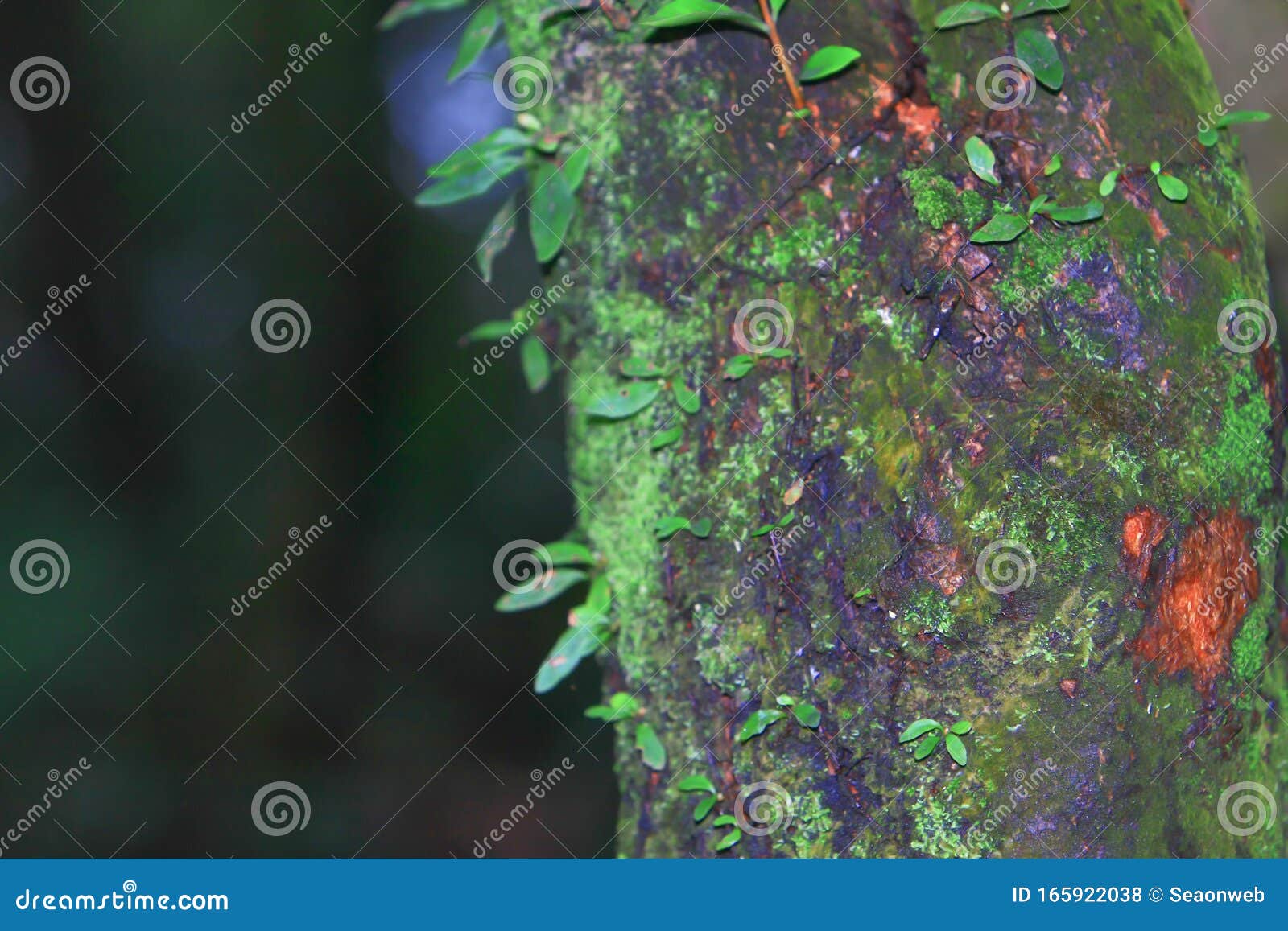 Nature Theme at Hong Kong Spring Time Stock Photo - Image of floral ...