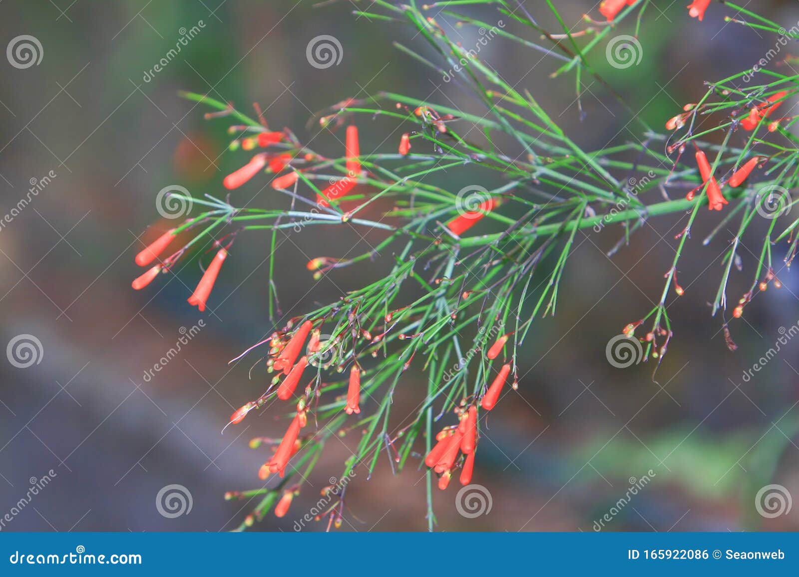 Nature Theme at Hong Kong Spring Time Stock Photo - Image of fresh ...