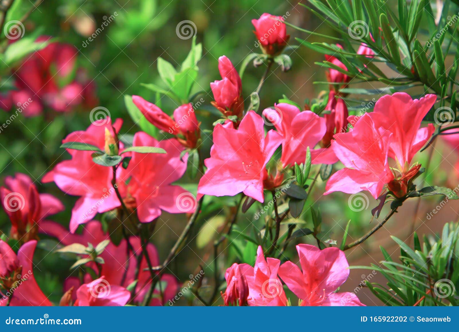 Nature Theme at Hong Kong Spring Time Stock Photo - Image of outdoor ...