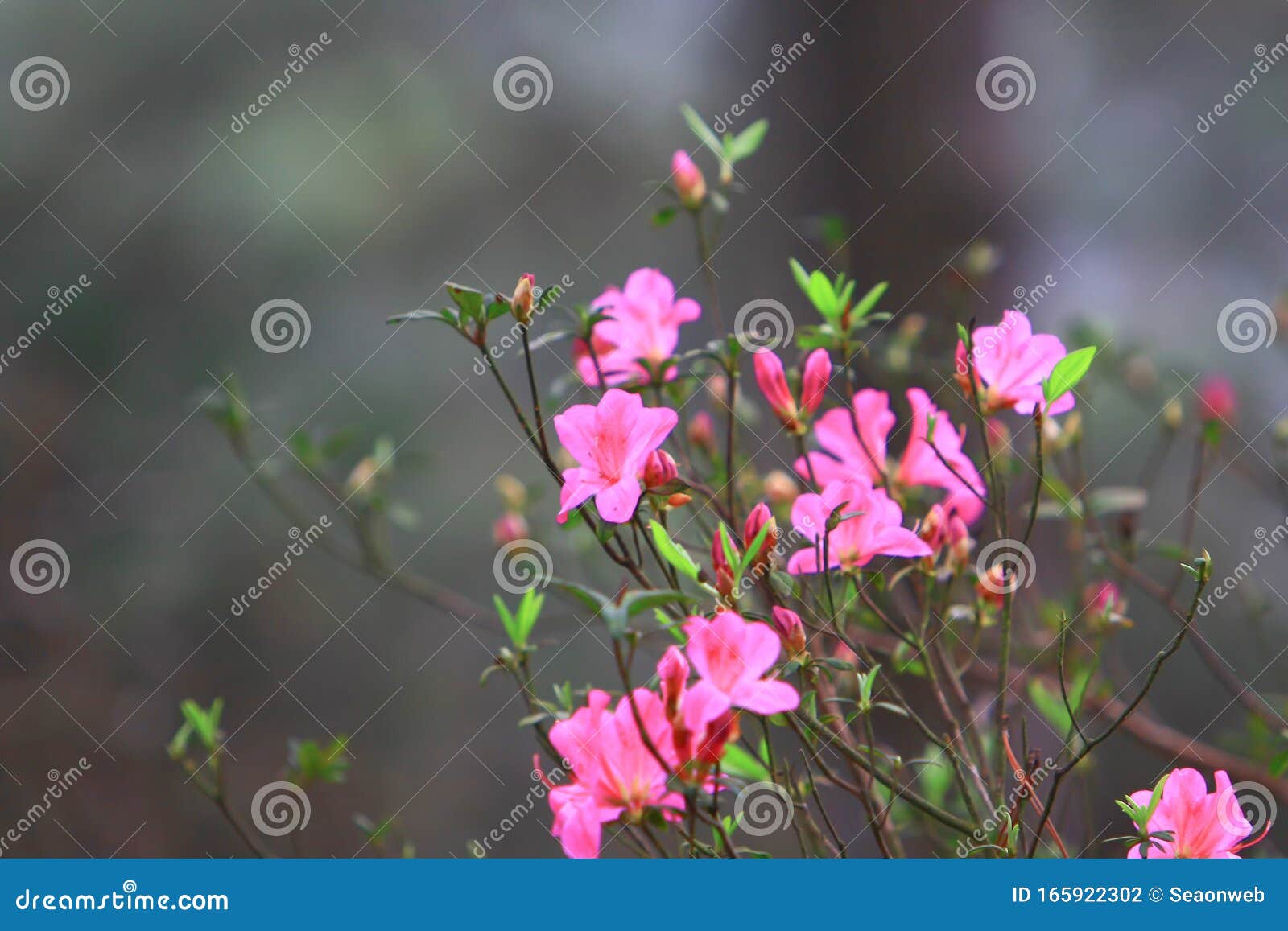 Nature Theme at Hong Kong Spring Time Stock Photo - Image of closeup ...