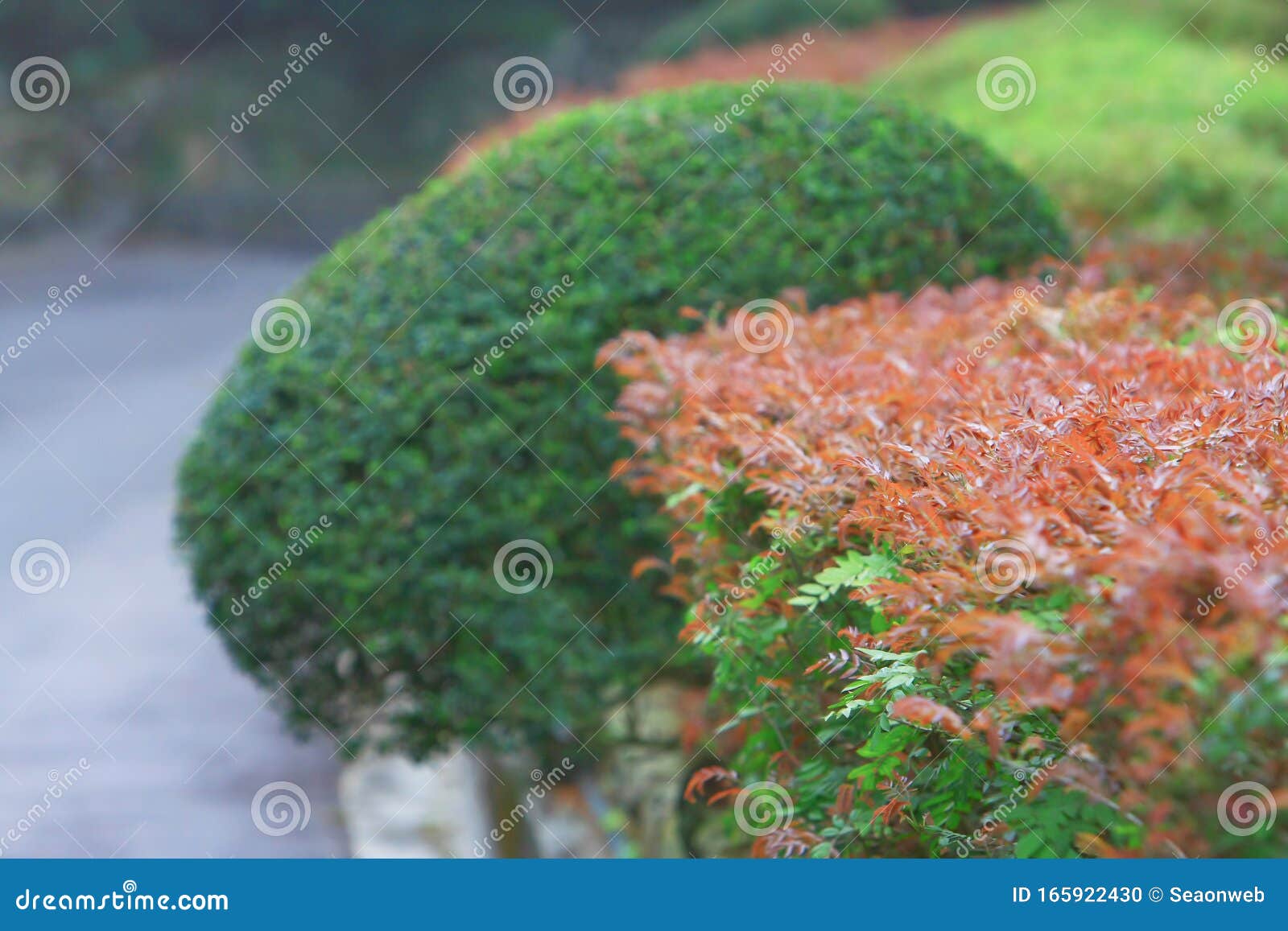 Nature Theme at Hong Kong Spring Time Stock Photo - Image of blooming ...