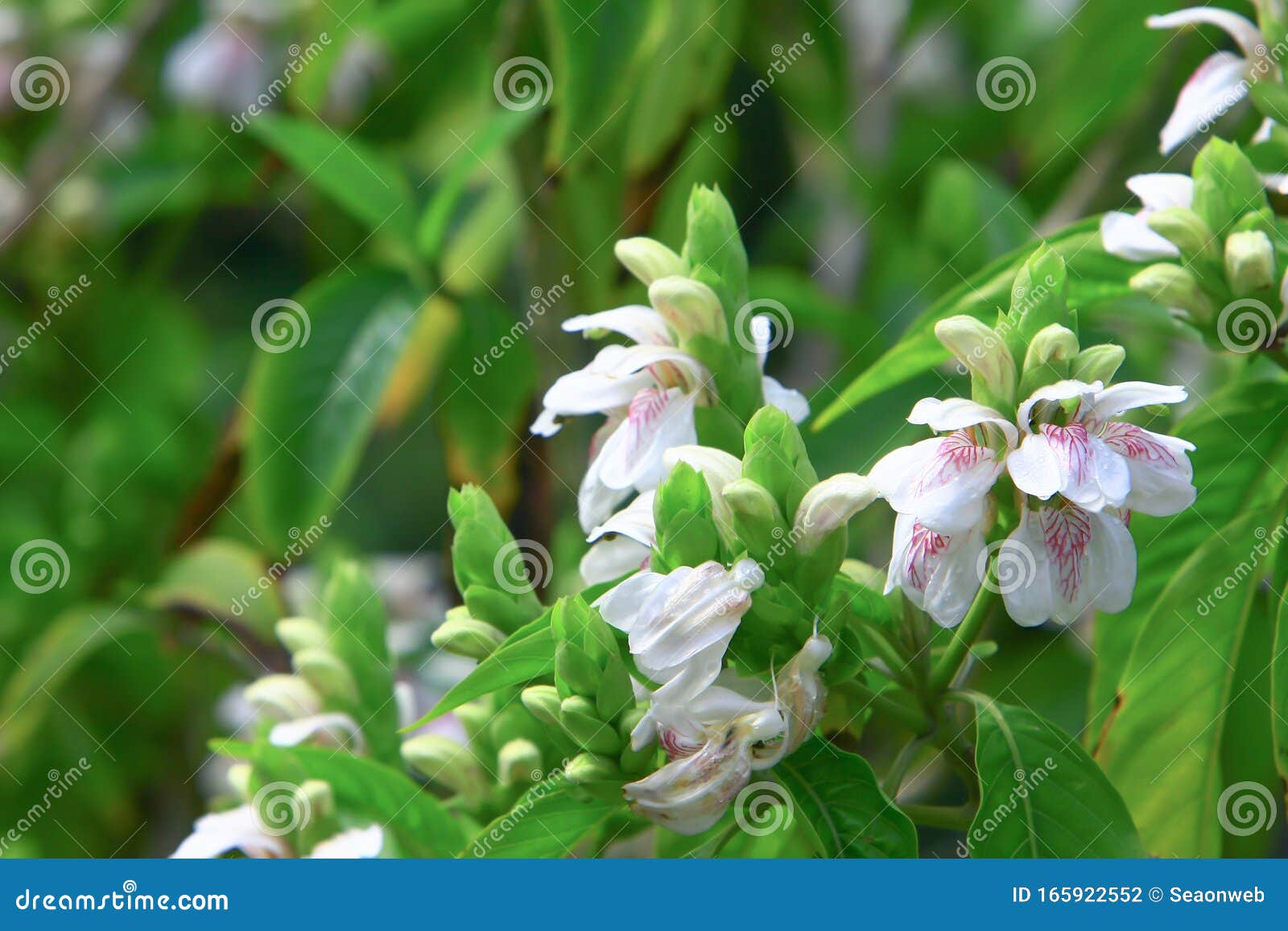 Nature Theme at Hong Kong Spring Time Stock Photo - Image of nature ...