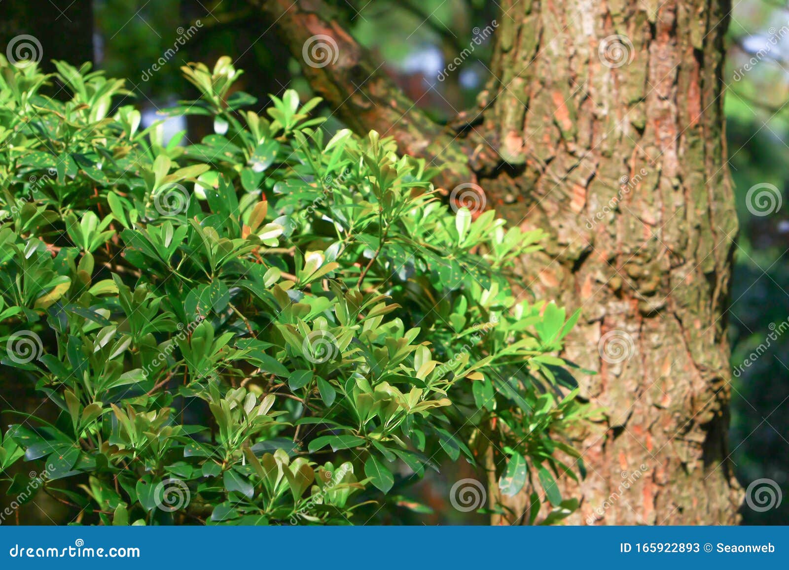 Nature Theme at Hong Kong Spring Time Stock Image - Image of nature ...