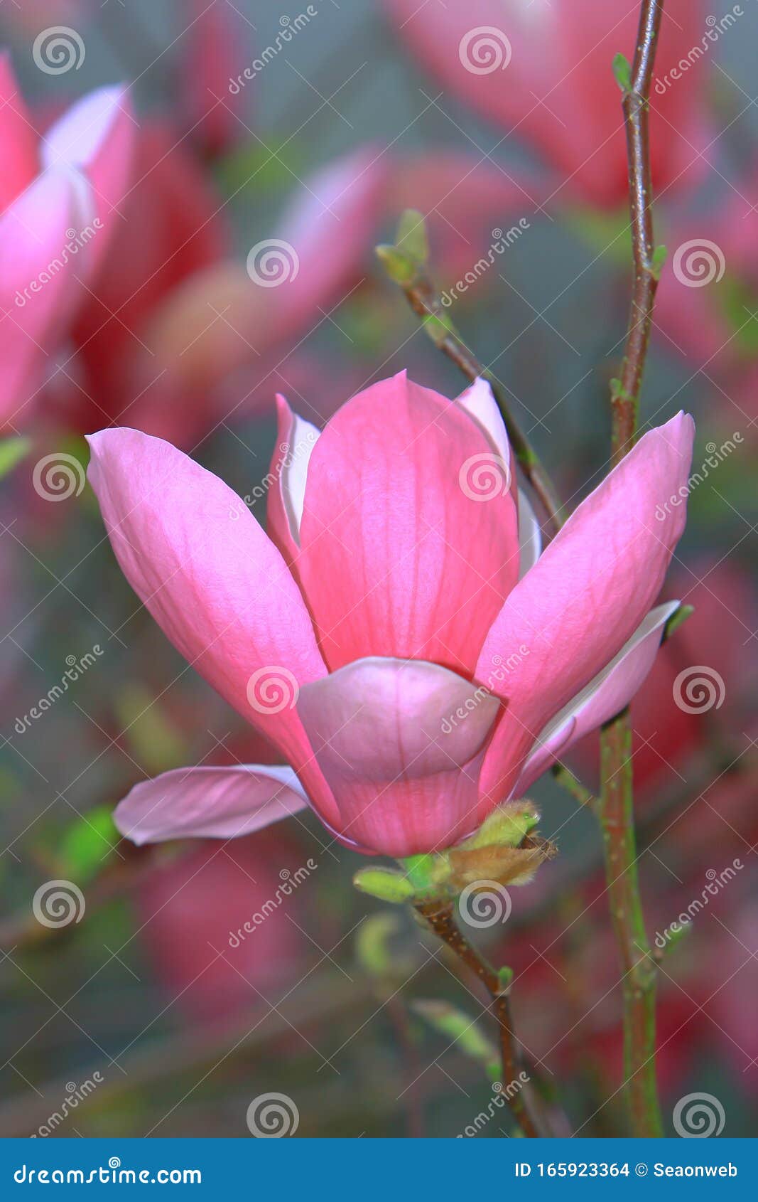 Nature Theme at Hong Kong Spring Time Stock Photo - Image of spring ...