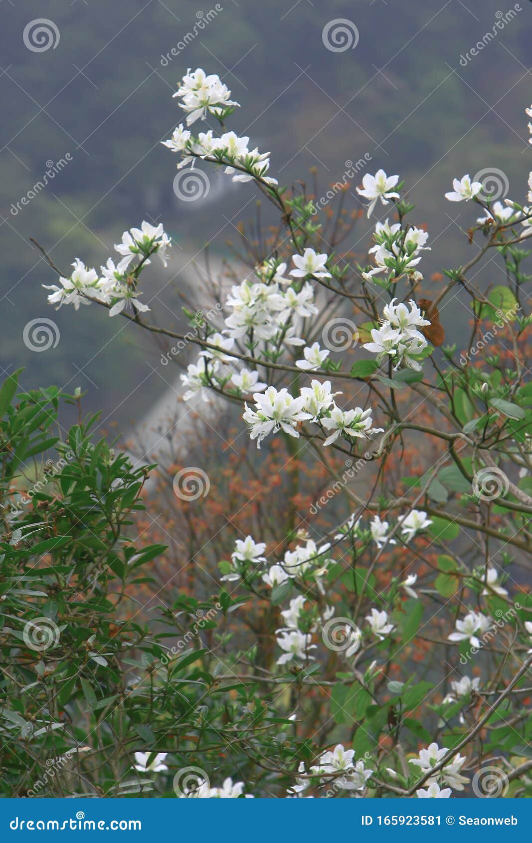 Nature Theme at Hong Kong Spring Time Stock Image - Image of plant ...