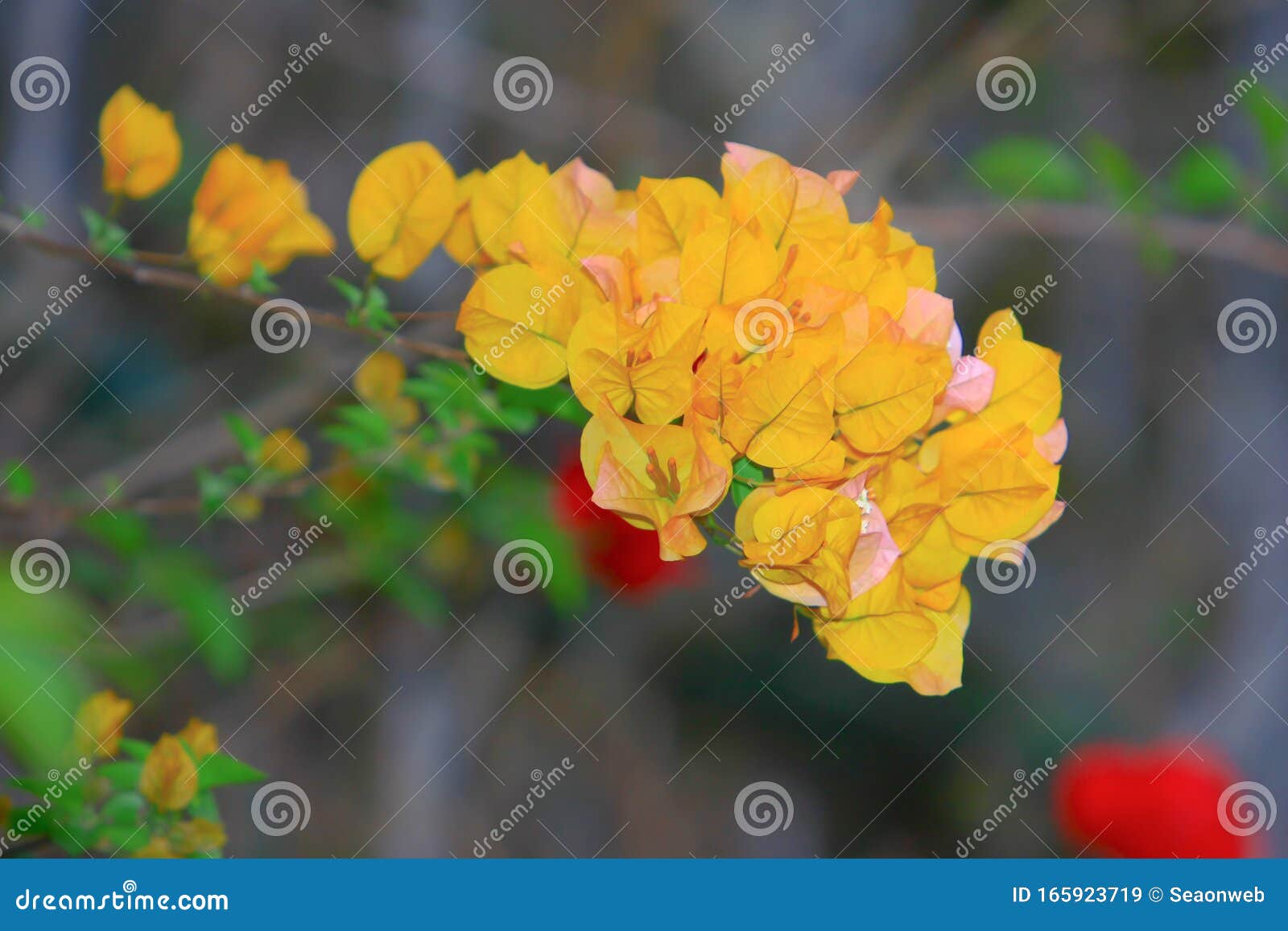 Nature Theme at Hong Kong Spring Time Stock Image - Image of beautiful ...