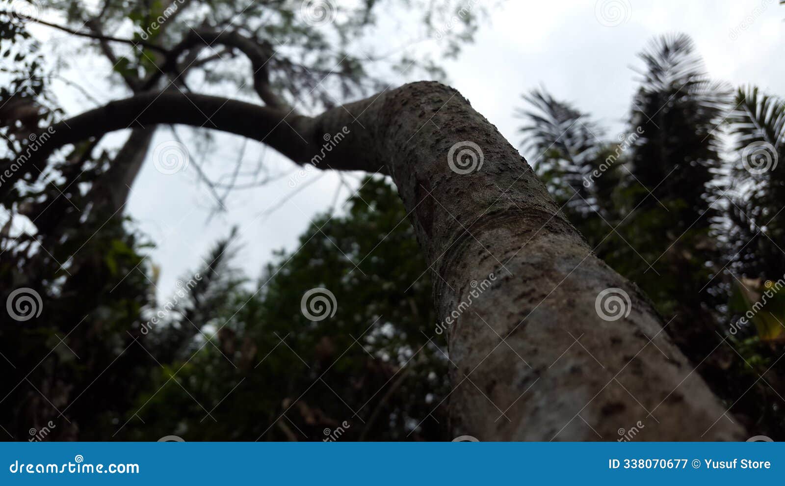 Nature Theme Wallpaper. Tree Texture Background in the Forest. Shot in ...