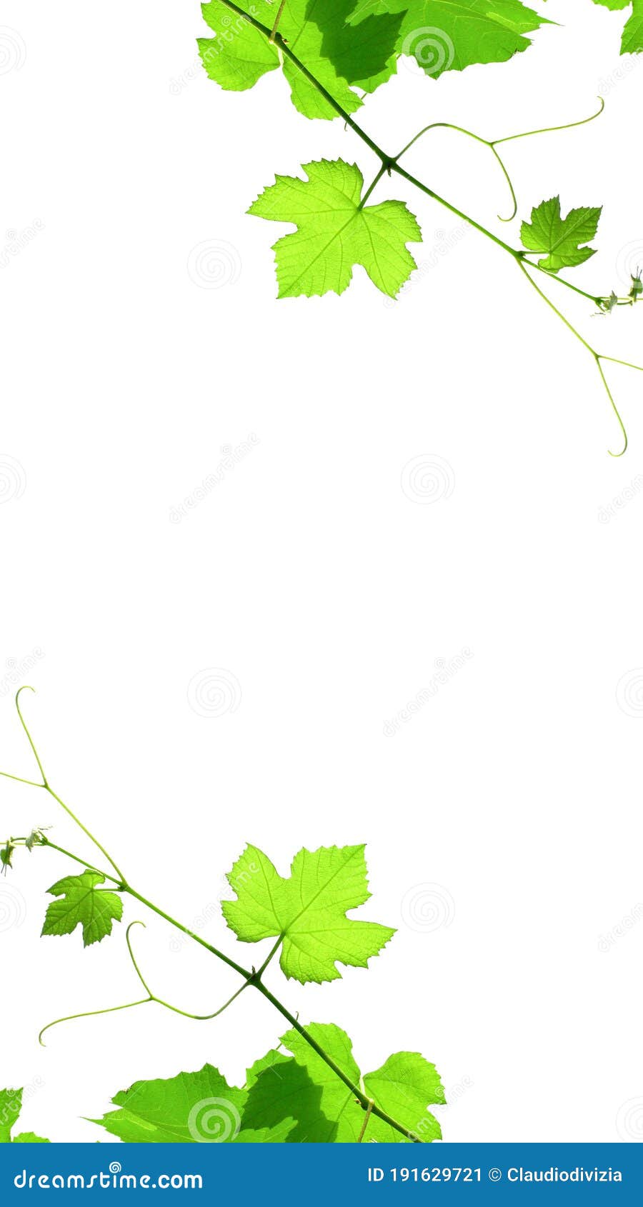 Nature Themed 4K (16:9) Mobile Wallpaper: Vine Stock Image - Image of ...