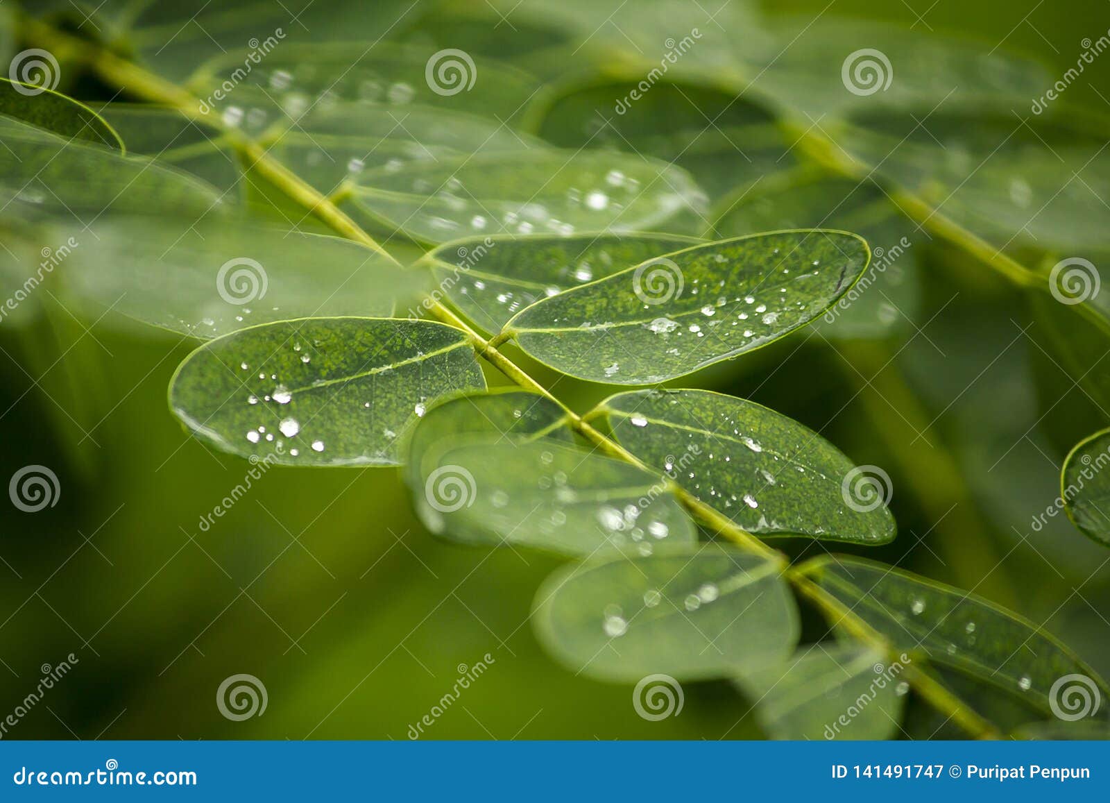 Drops of Water on the Leaves Stock Image - Image of outdoor, liquid ...