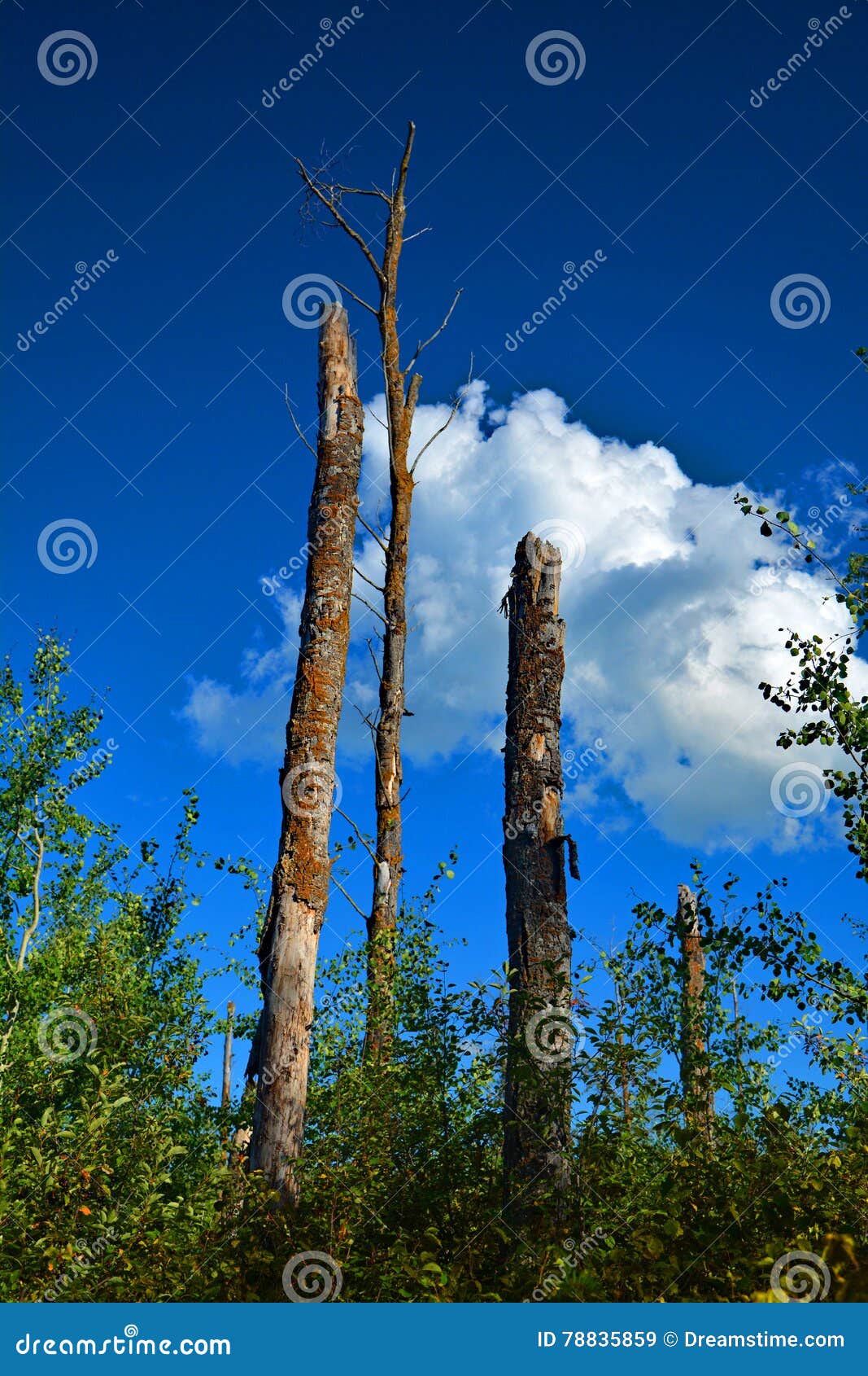 Nature, Three Trunks and Beautiful Blue Sky, Clouds in De Background ...