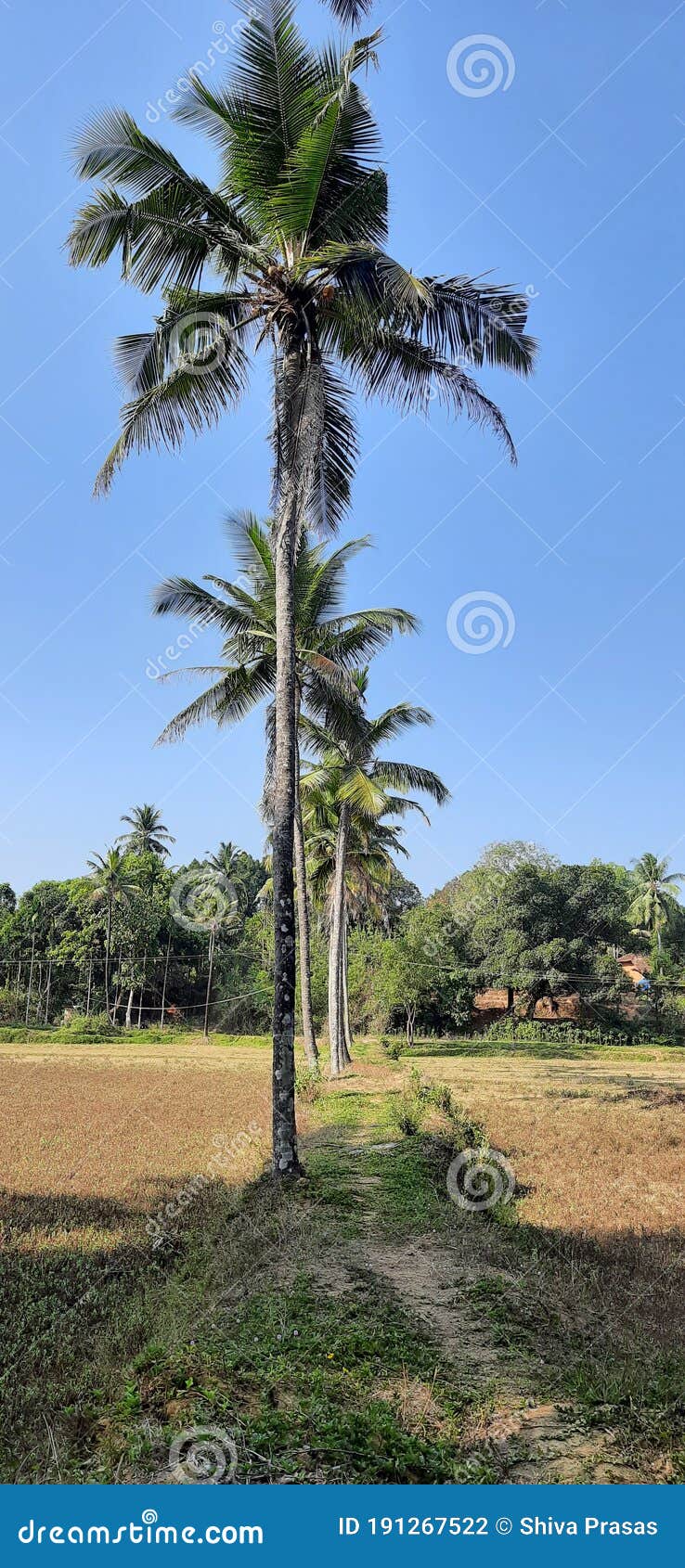 Nature, Thunder Coconut, Morning Vibe Stock Photo - Image of nature ...